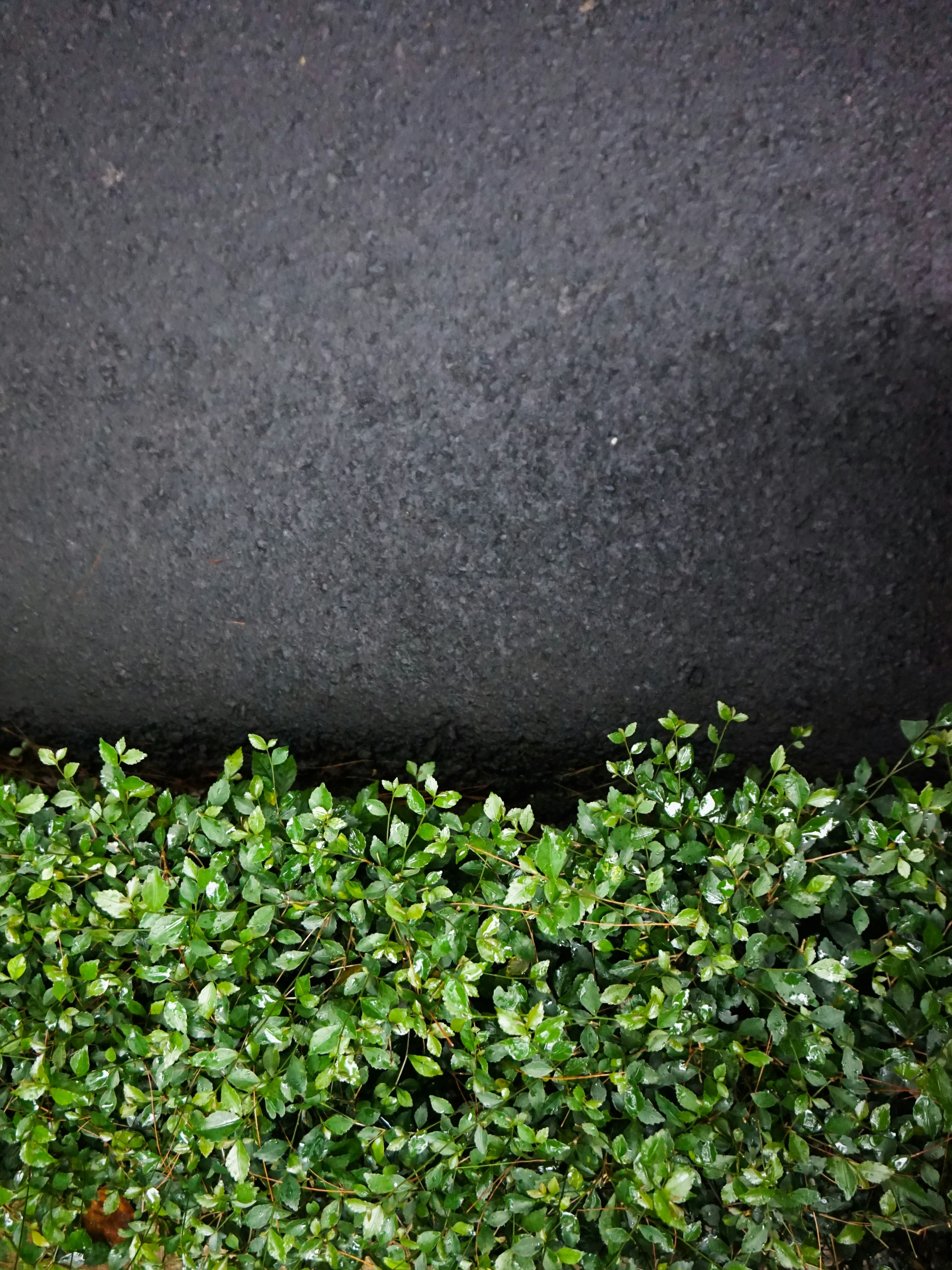 Green Ribbon at the Edge: Hedge Framing Dark Asphalt