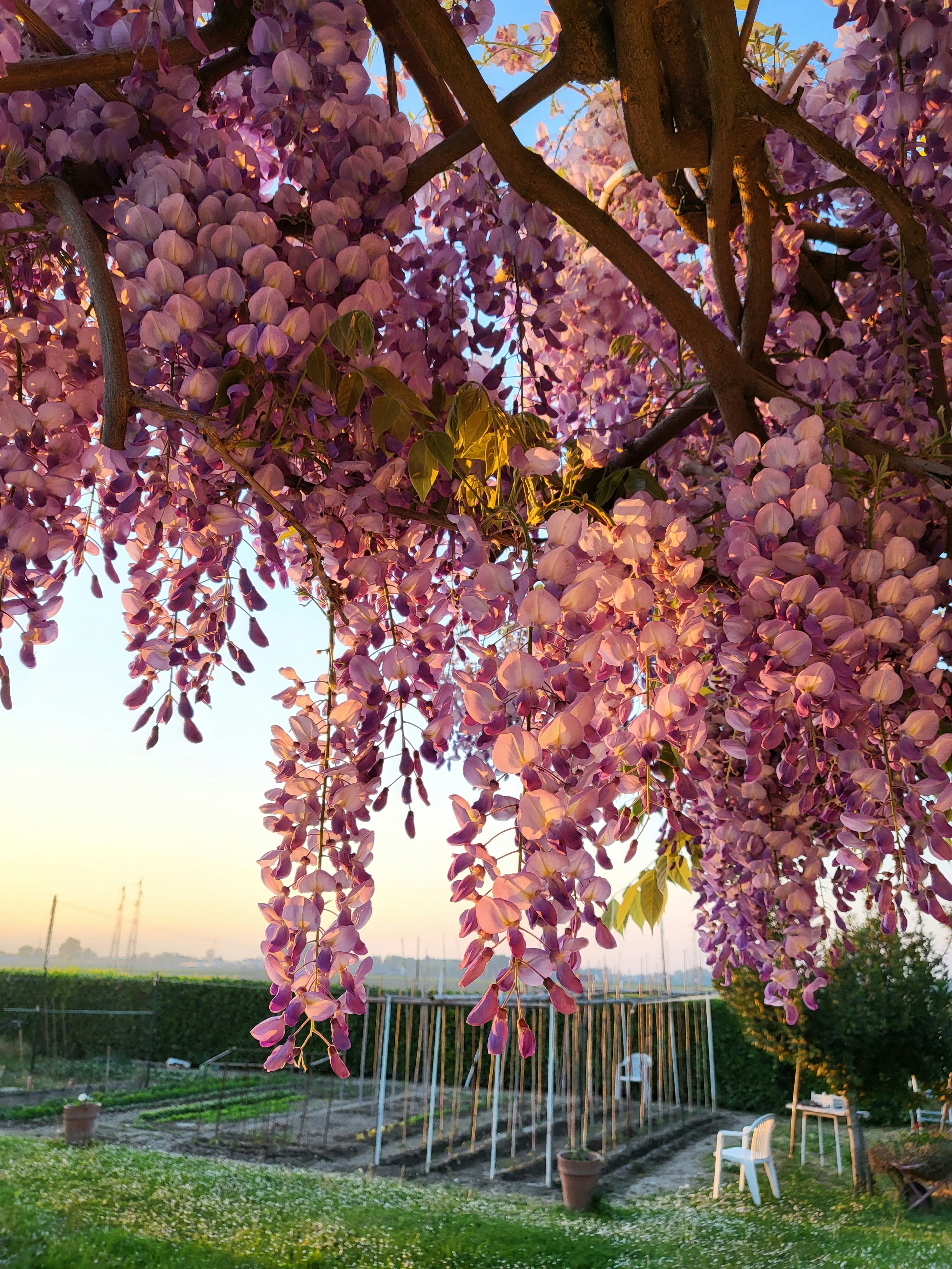 Cascade of Purple Wisteria Over a Sunlit Garden