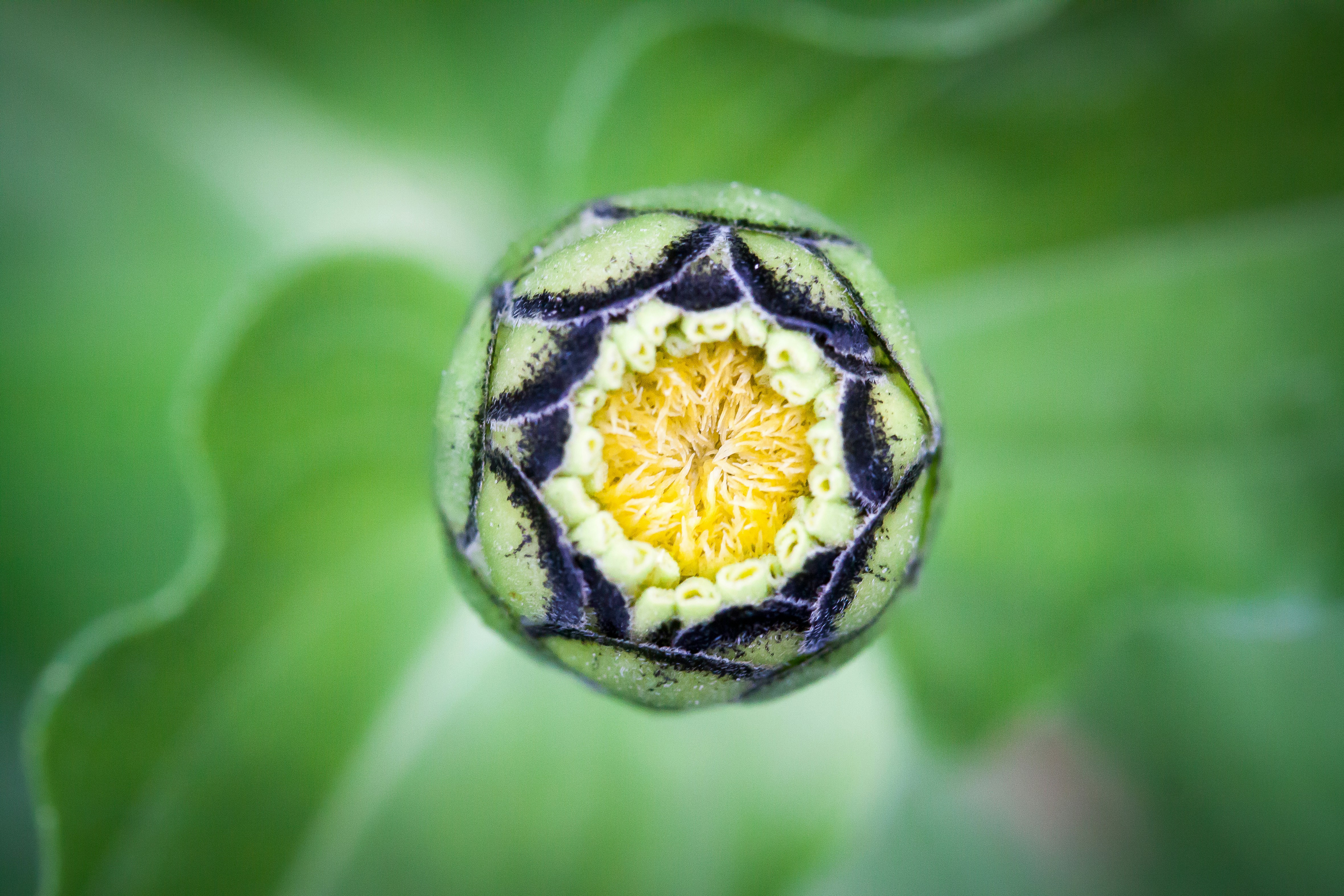 Close-Up Bloom: A Bud of Yellow Core Framed by Green Petal Veins