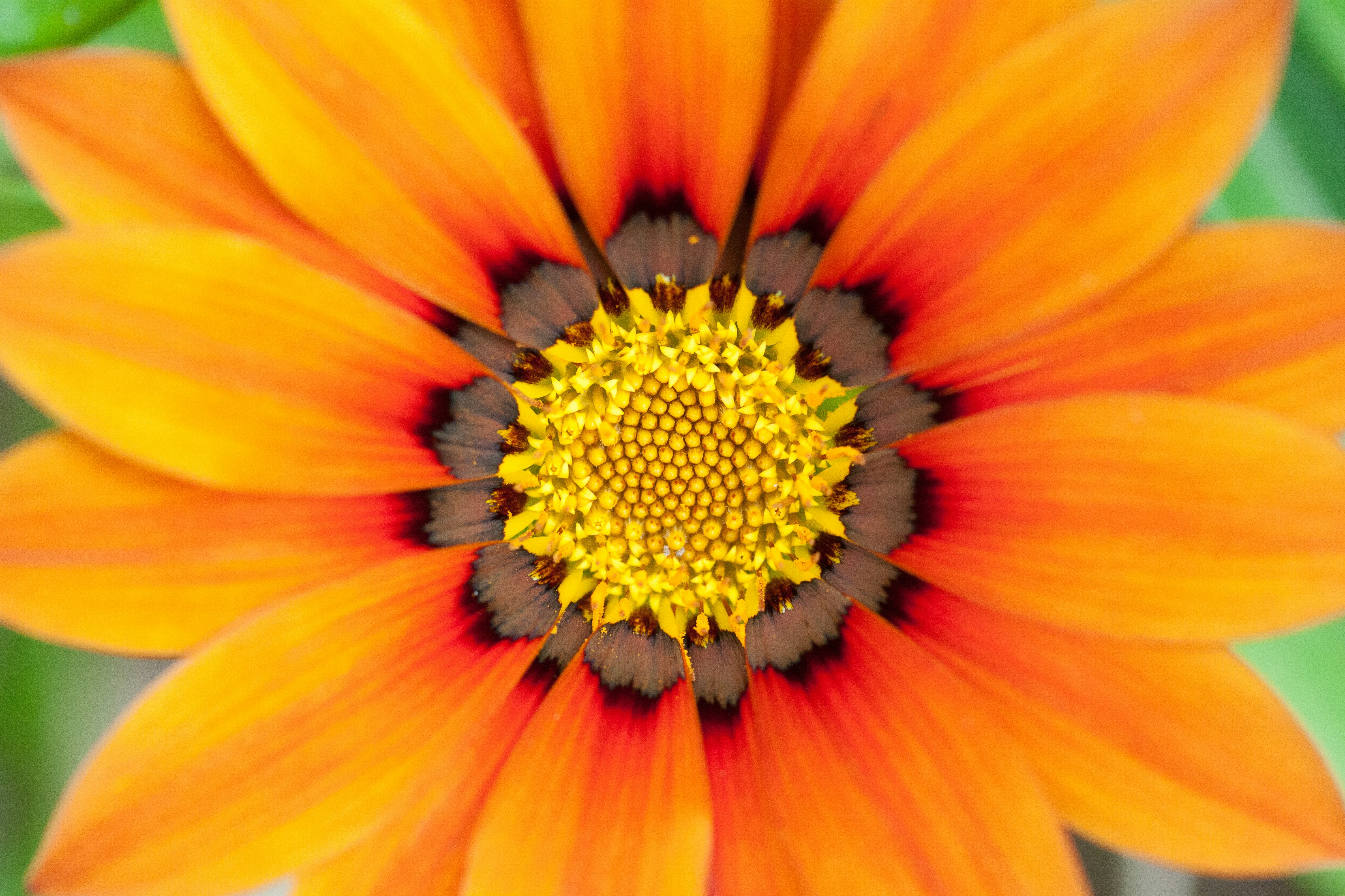 A close up view of a bright orange flower photo – Free Plant Image on ...