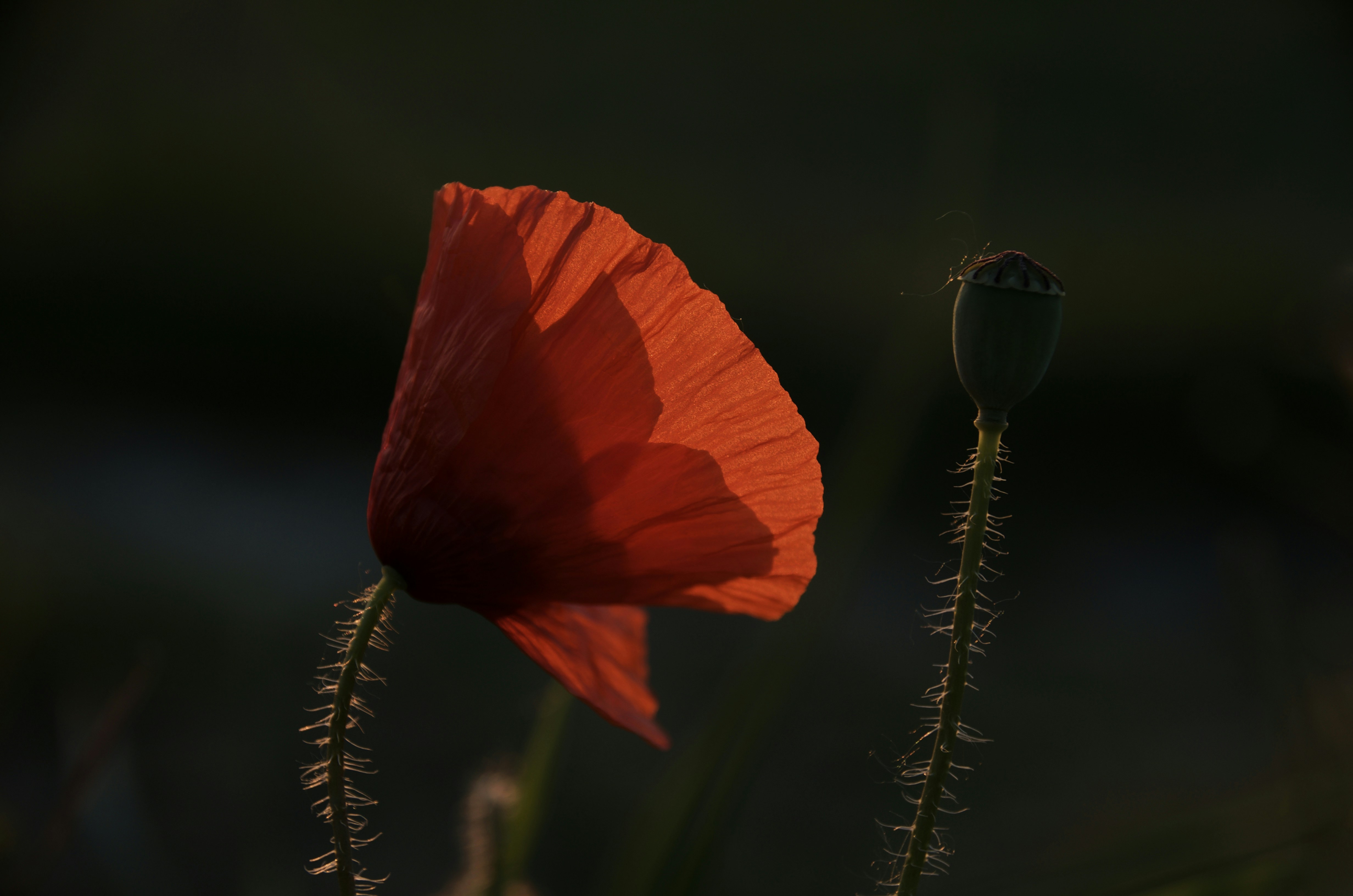 Scarlet Petal in Backlit Quiet