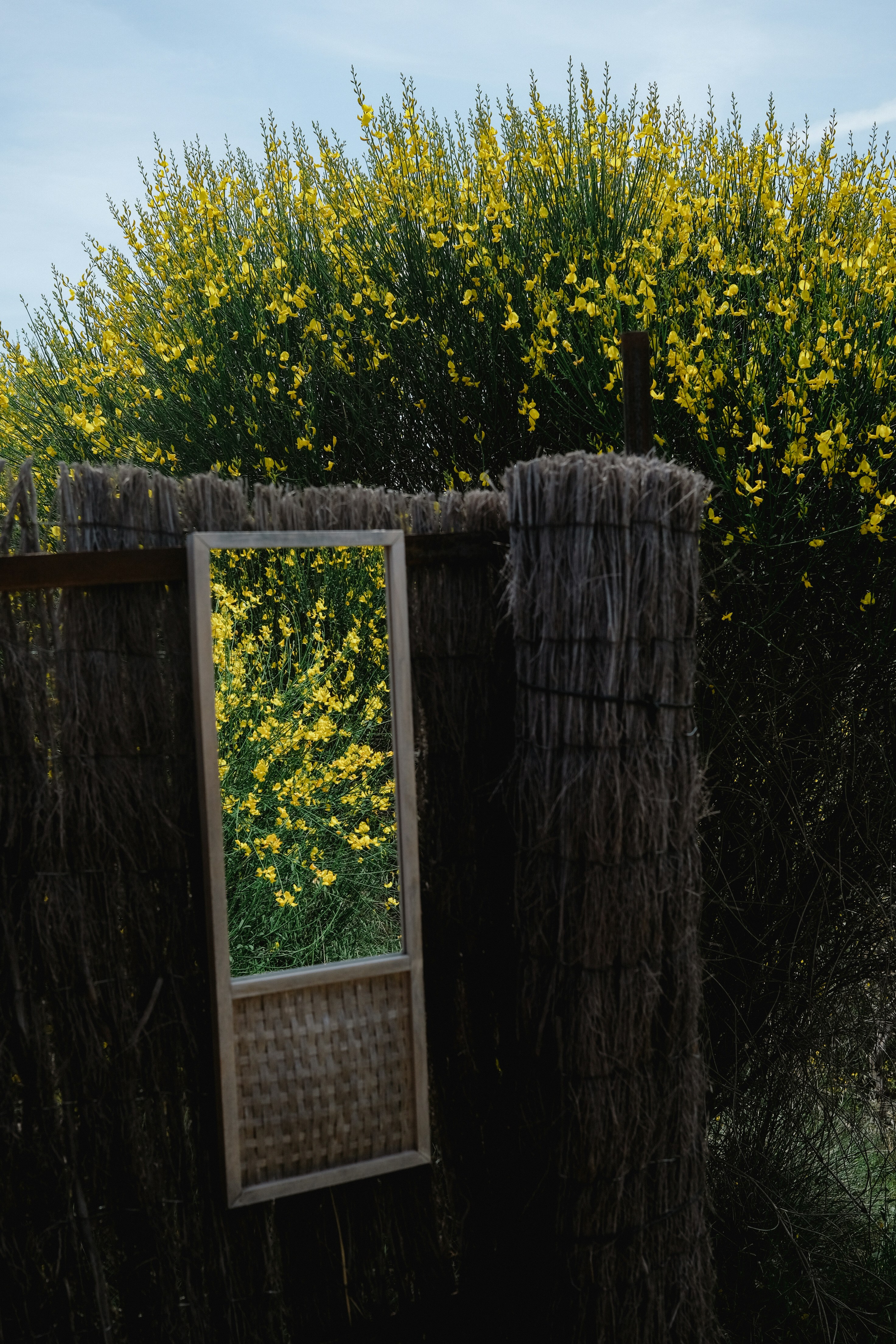 Mirror on a rustic fence reflecting vibrant yellow flowers under a clear sky.