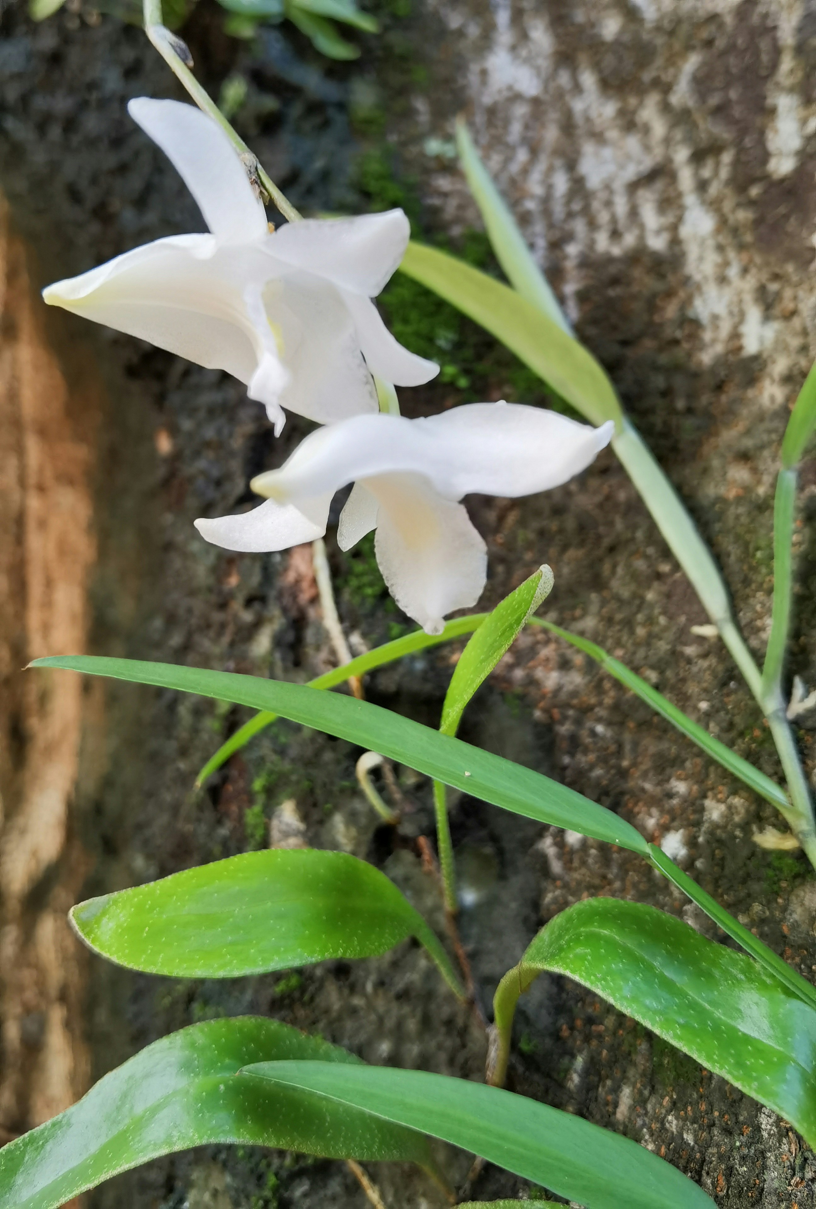 White orchid against weathered trunk: a quiet moment of bloom