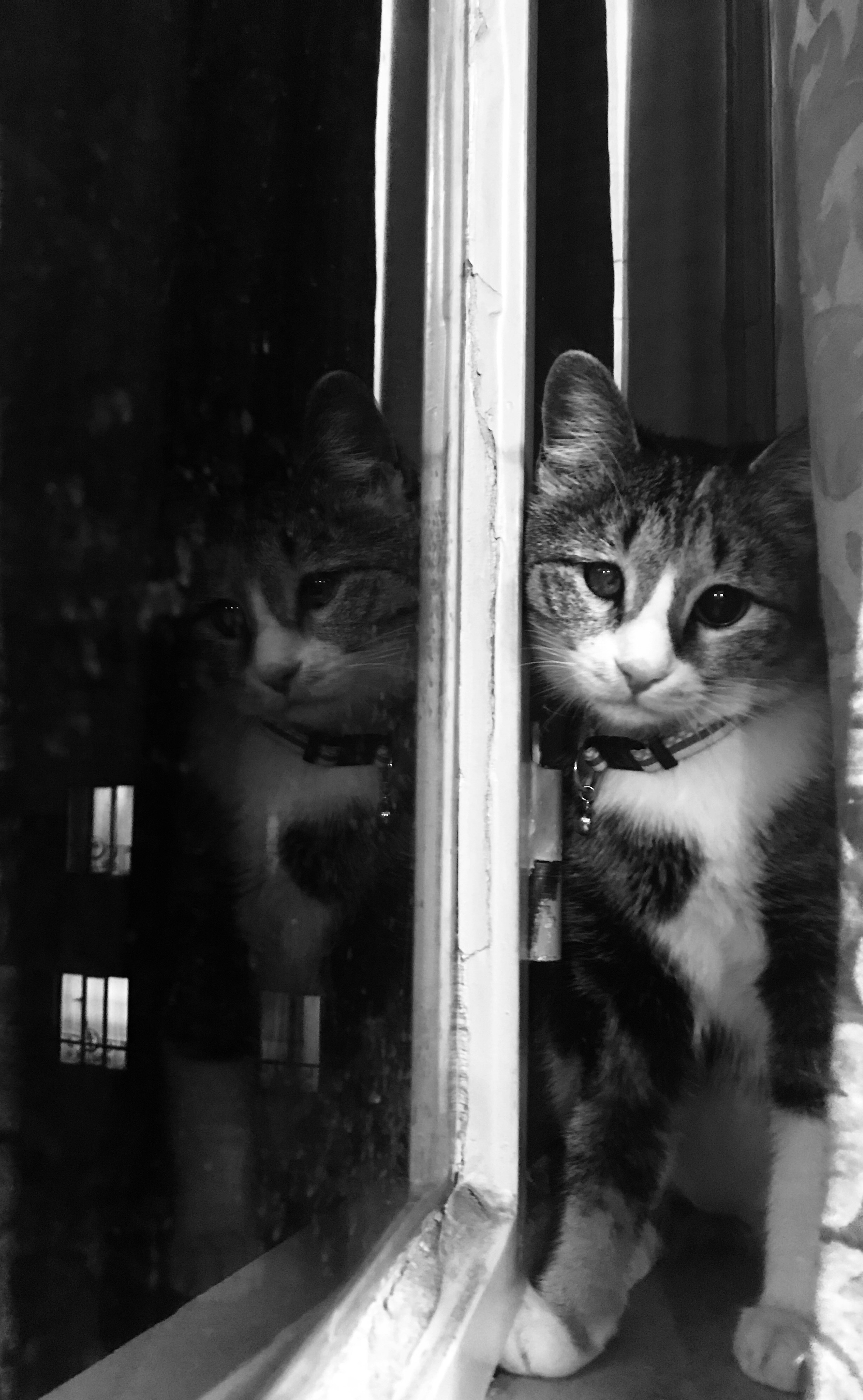 Whiskers at the Window: A Quiet Black-and-White Gaze