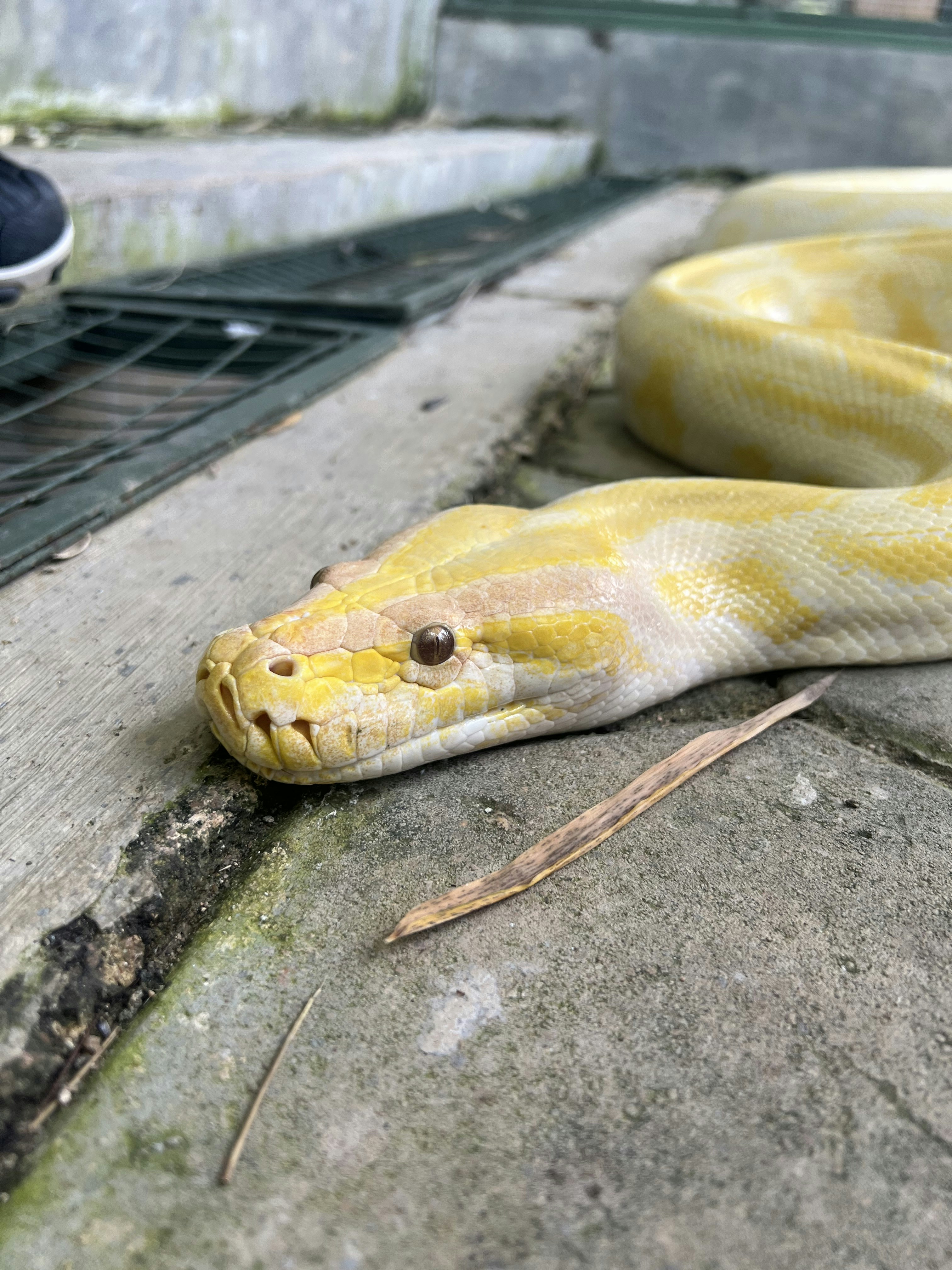 A large yellow snake laying on the ground photo – Free Batam Image on ...