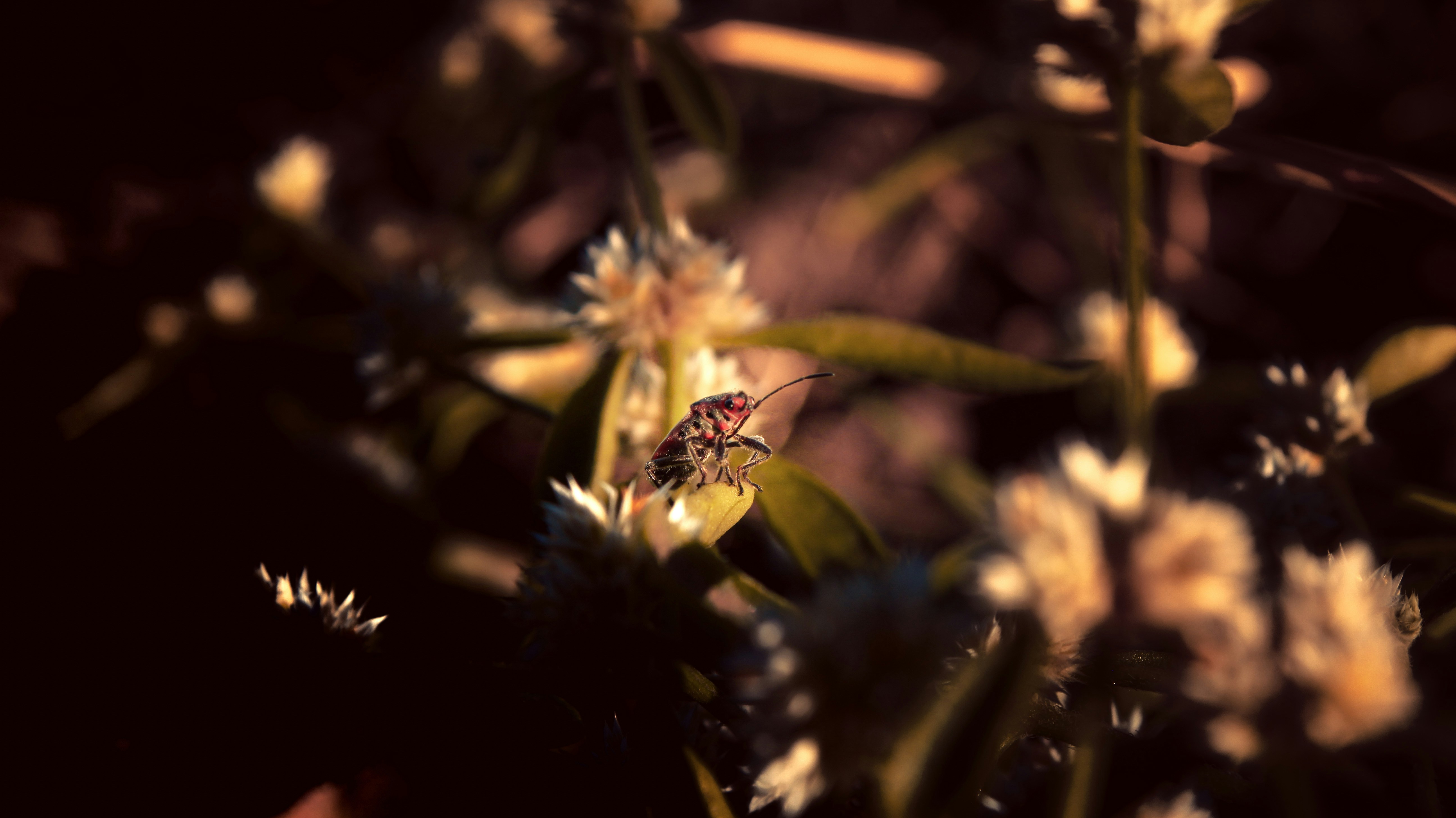 Hovering Bee on a Fragrant Blossom in Dappled Light