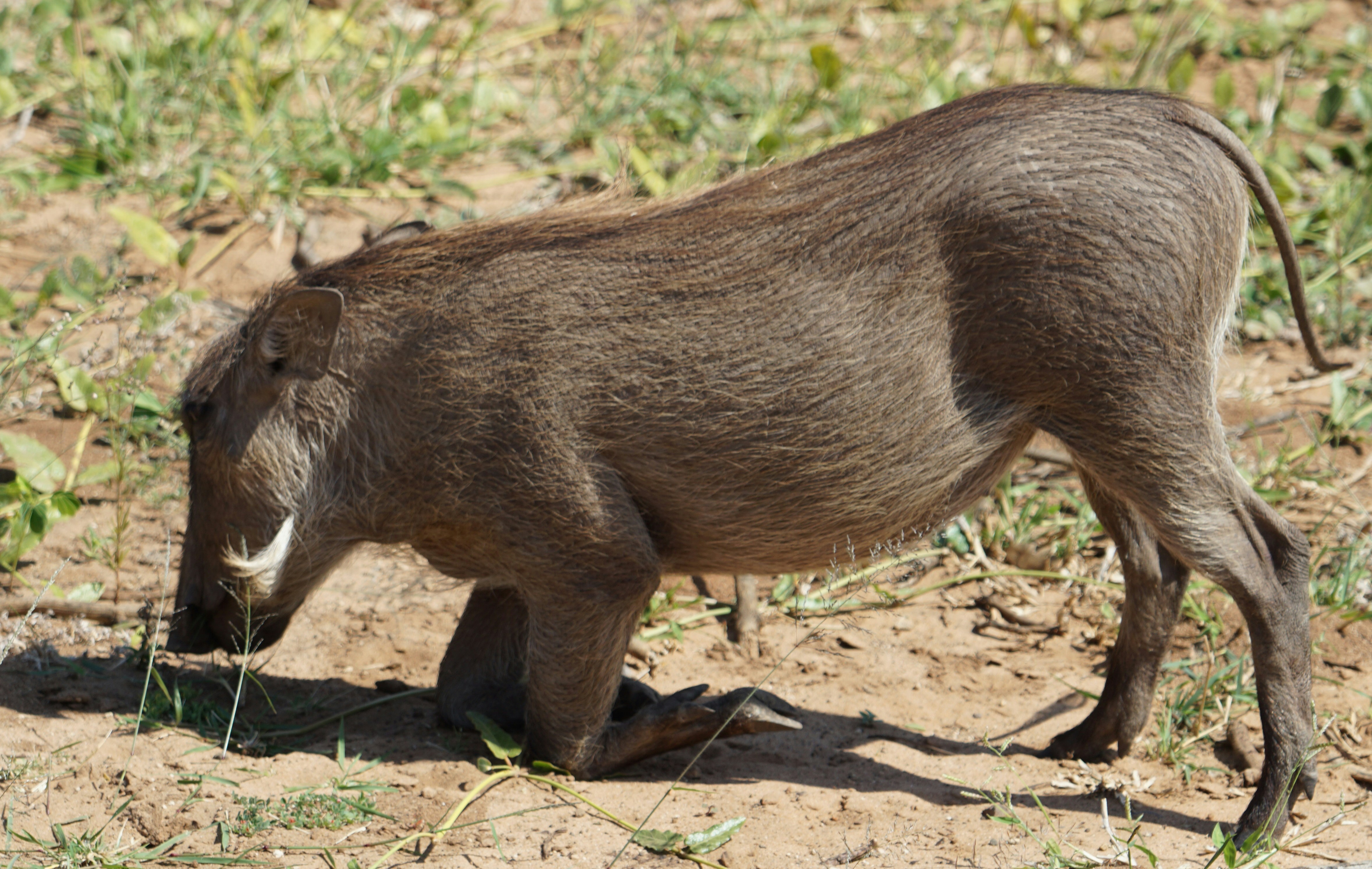 Dusty Savanna Grazing: Warthog in Profile