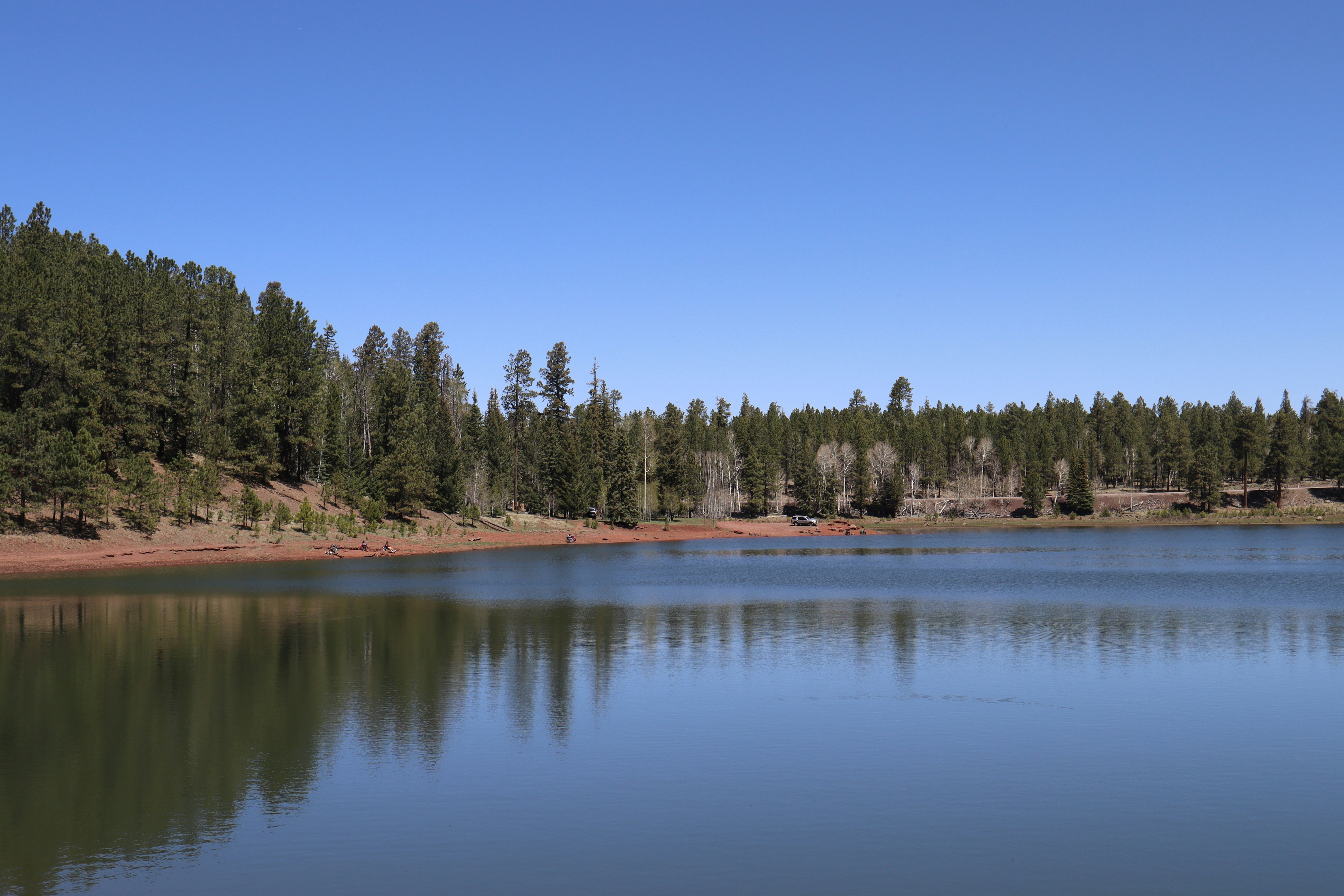 Serene lake surrounded by lush pine trees under a clear blue sky, reflecting the calm water. A peaceful natural landscape.