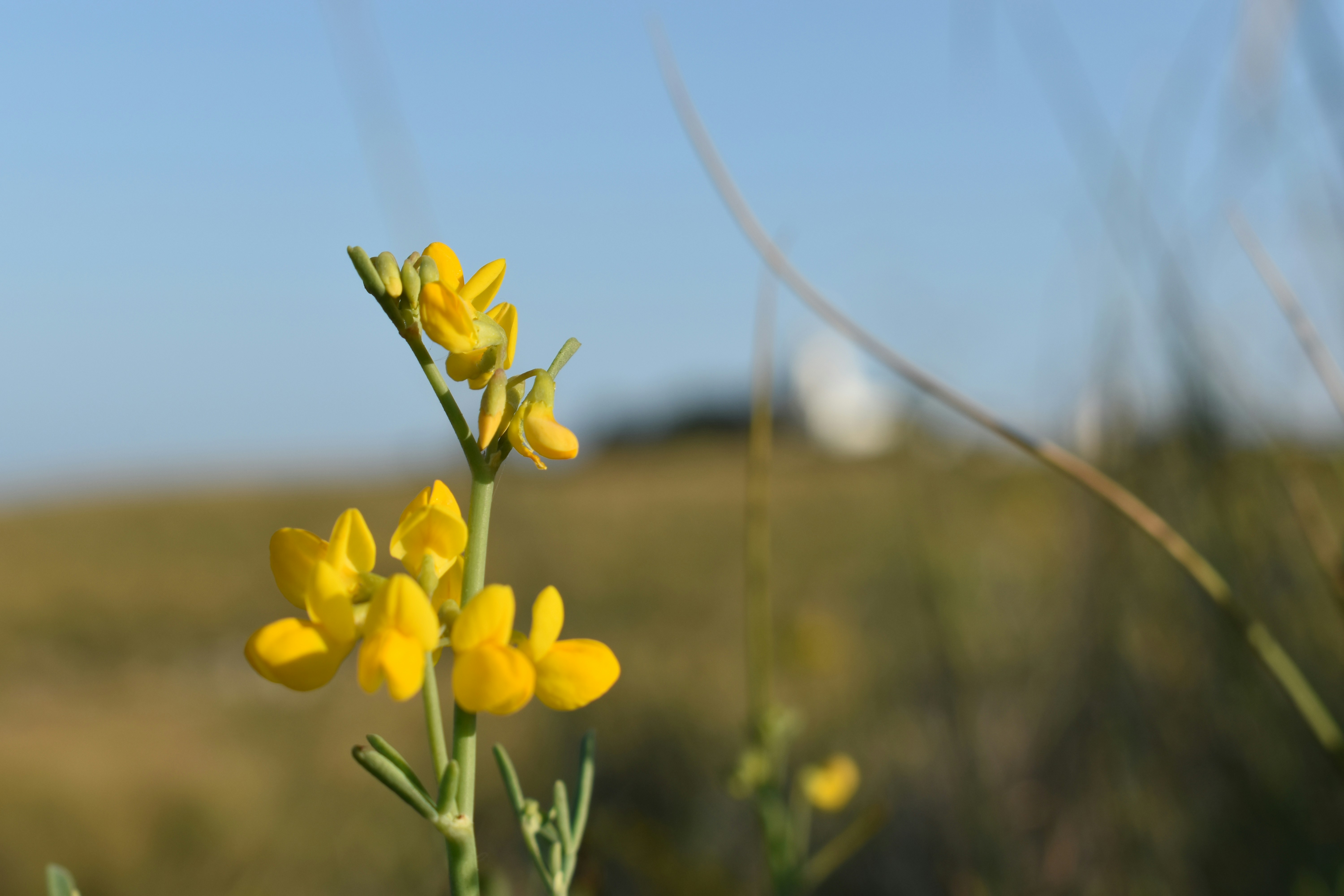 Golden Bloom Piercing a Soft Prairie Blur