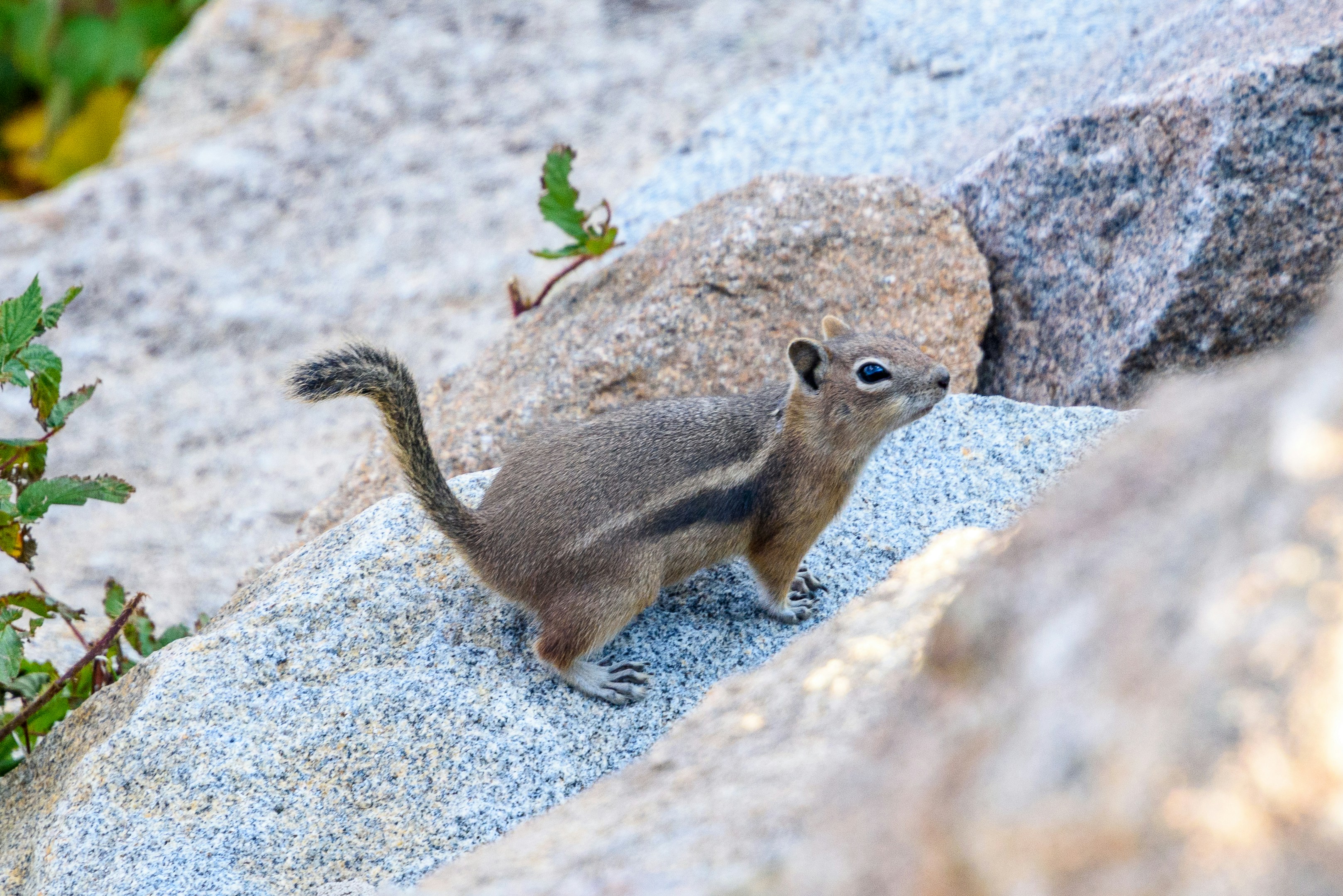This little Chipmunk decided to pose on the way by at Rocky Mountain National Park in Colorado.