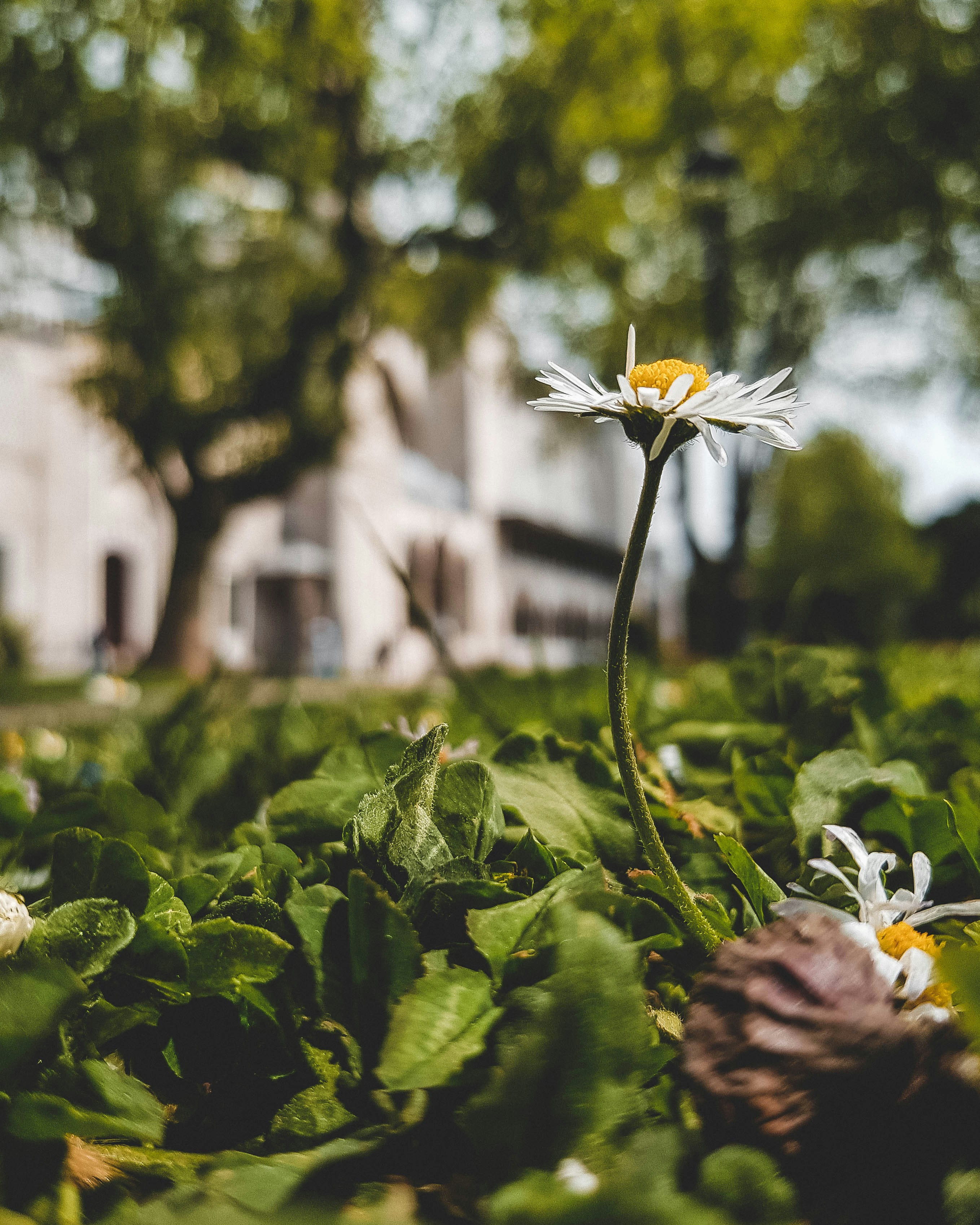 Daisy Above the Green Carpet: A Quiet Campus Moment