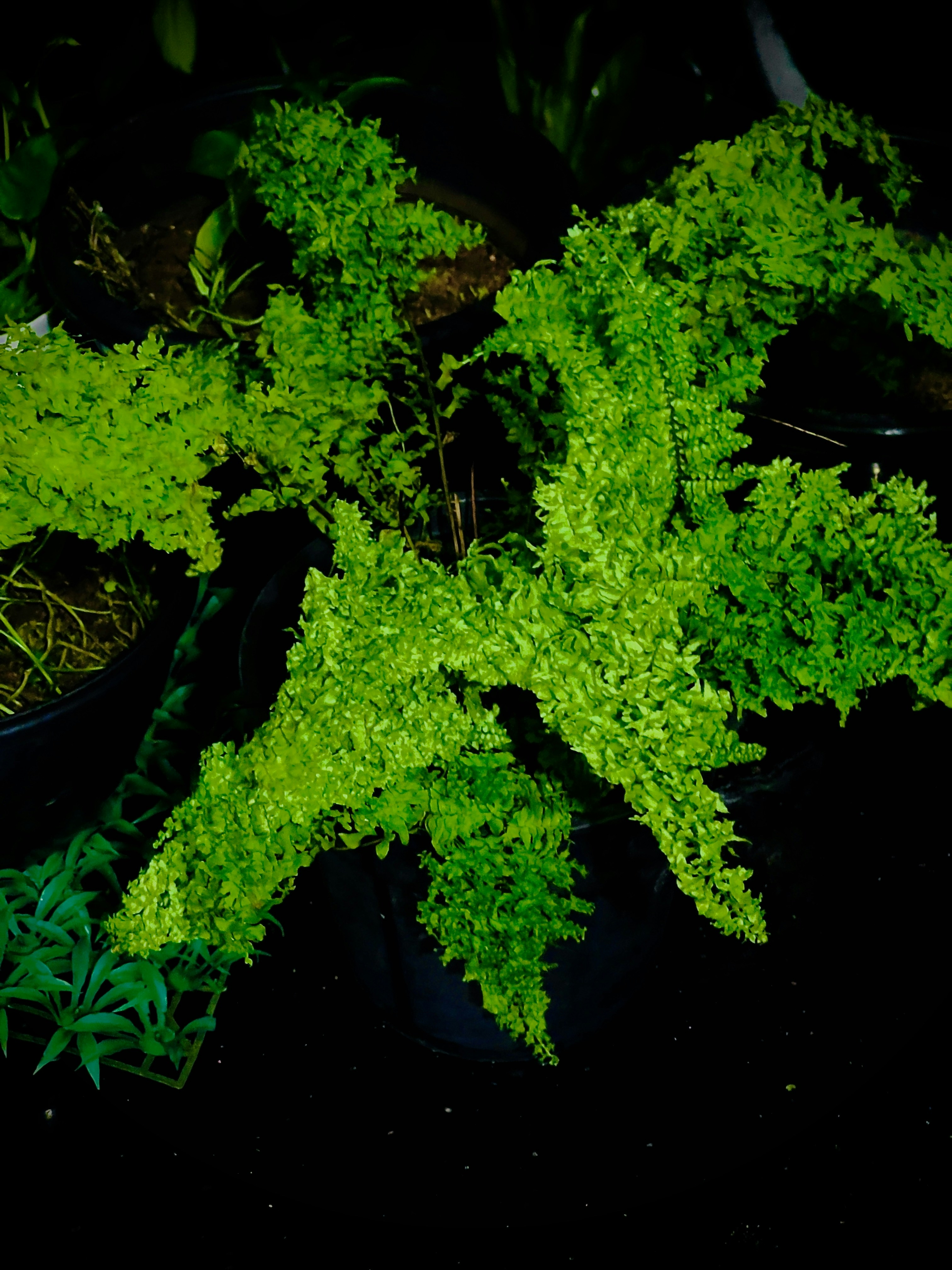 a close up of a plant with green leaves