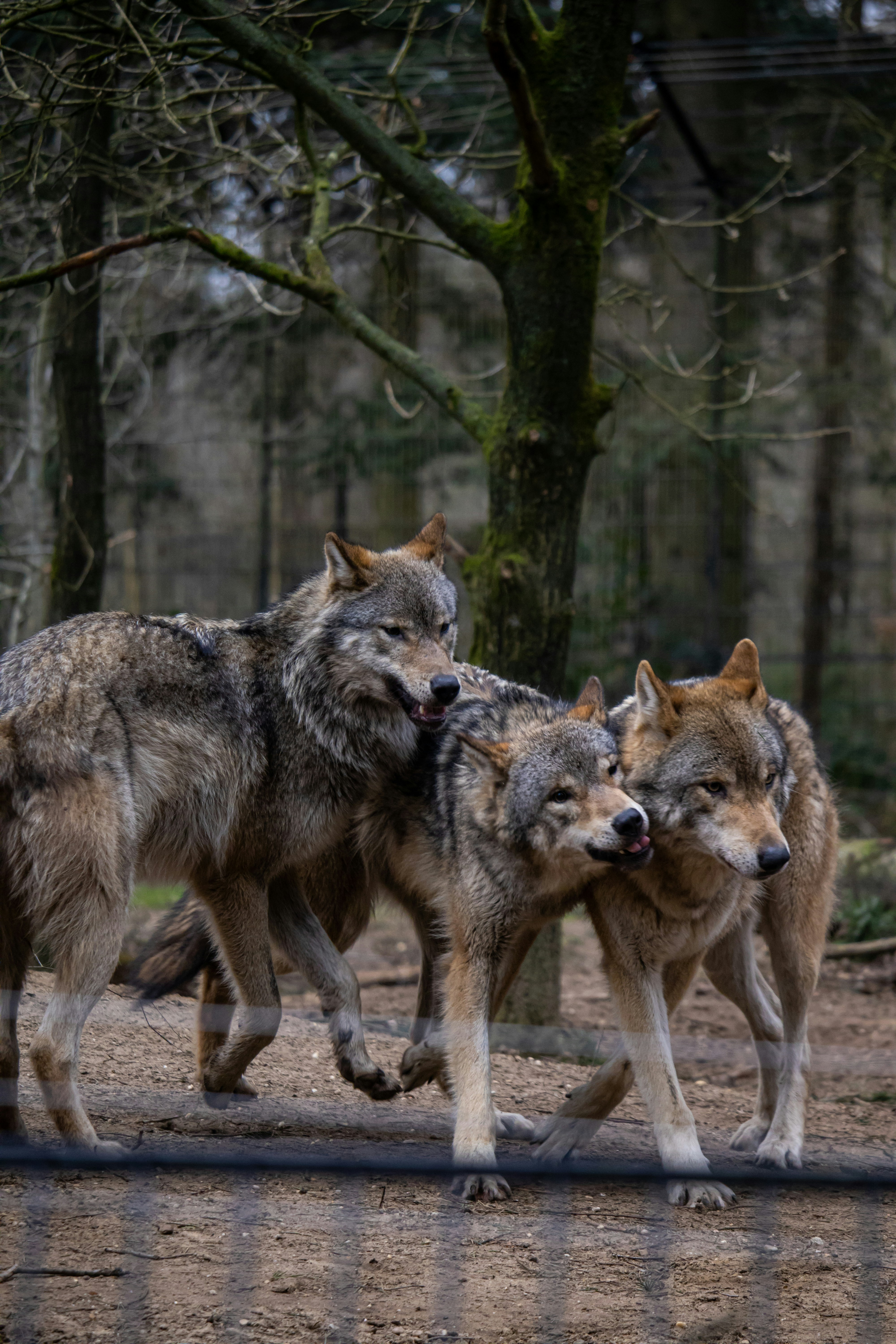 Pack Of Wolves Walking