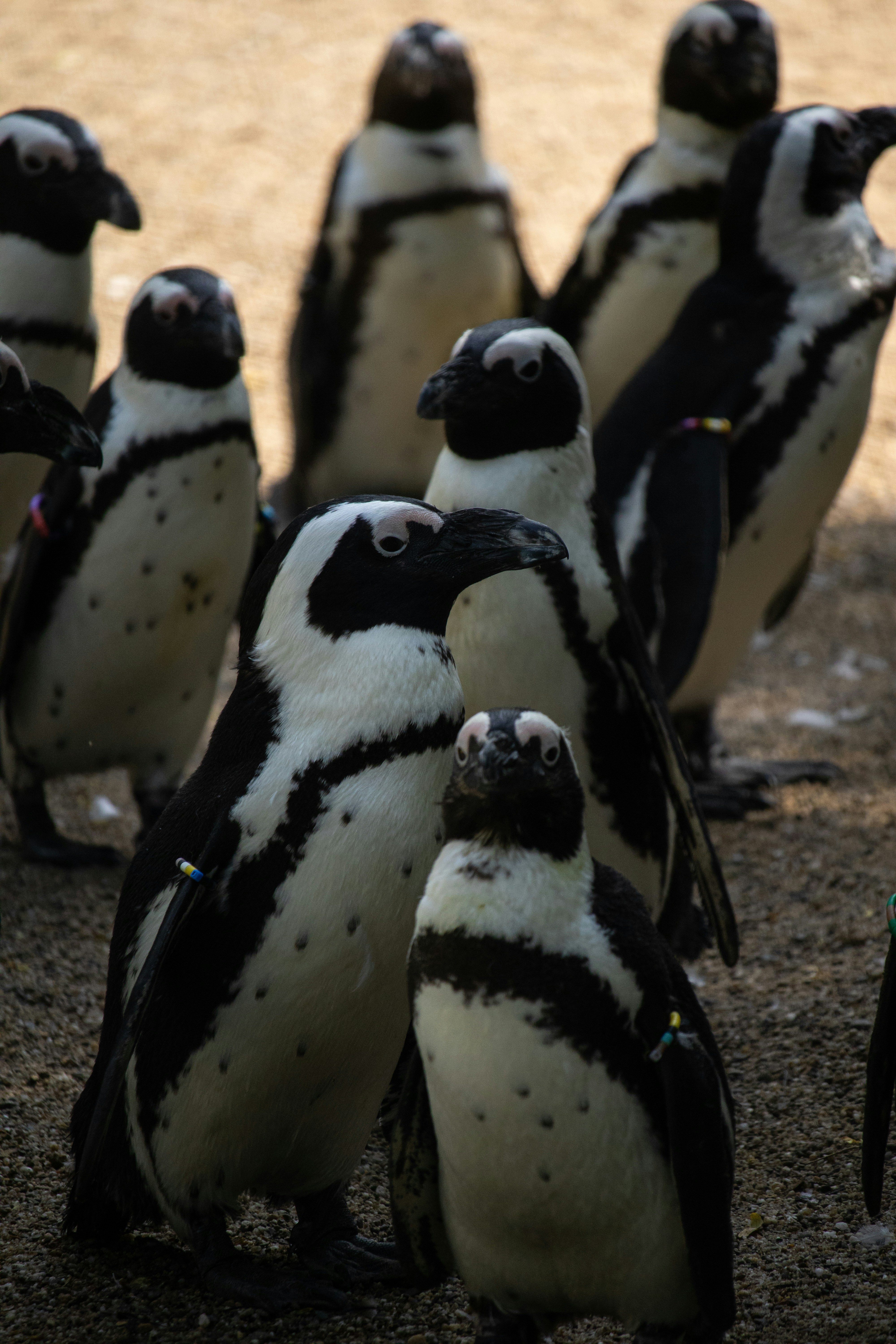 A group of penguins standing next to each other photo – Free Pinguins ...