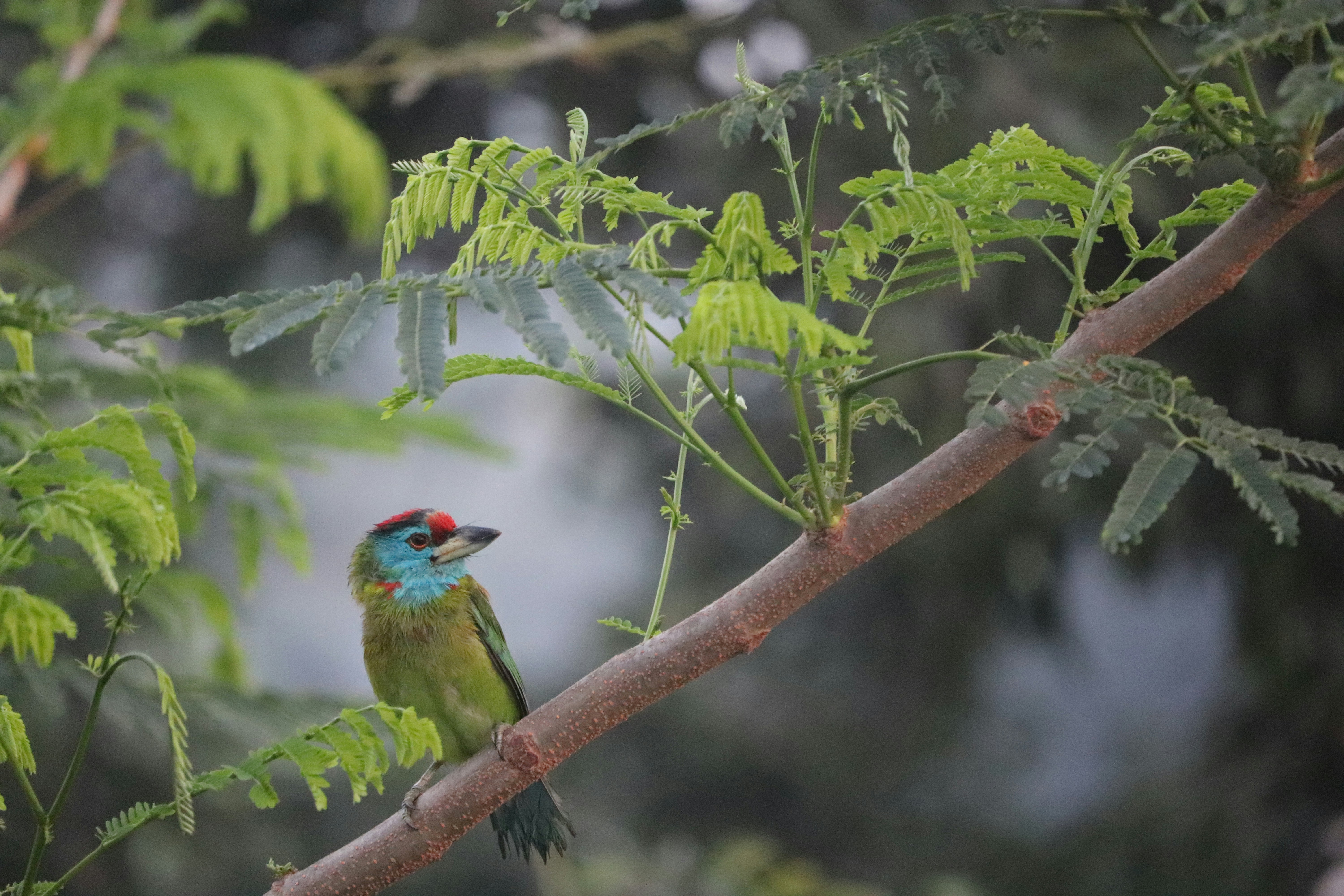 Vibrantly colored bird perched on a branch surrounded by lush green foliage.
