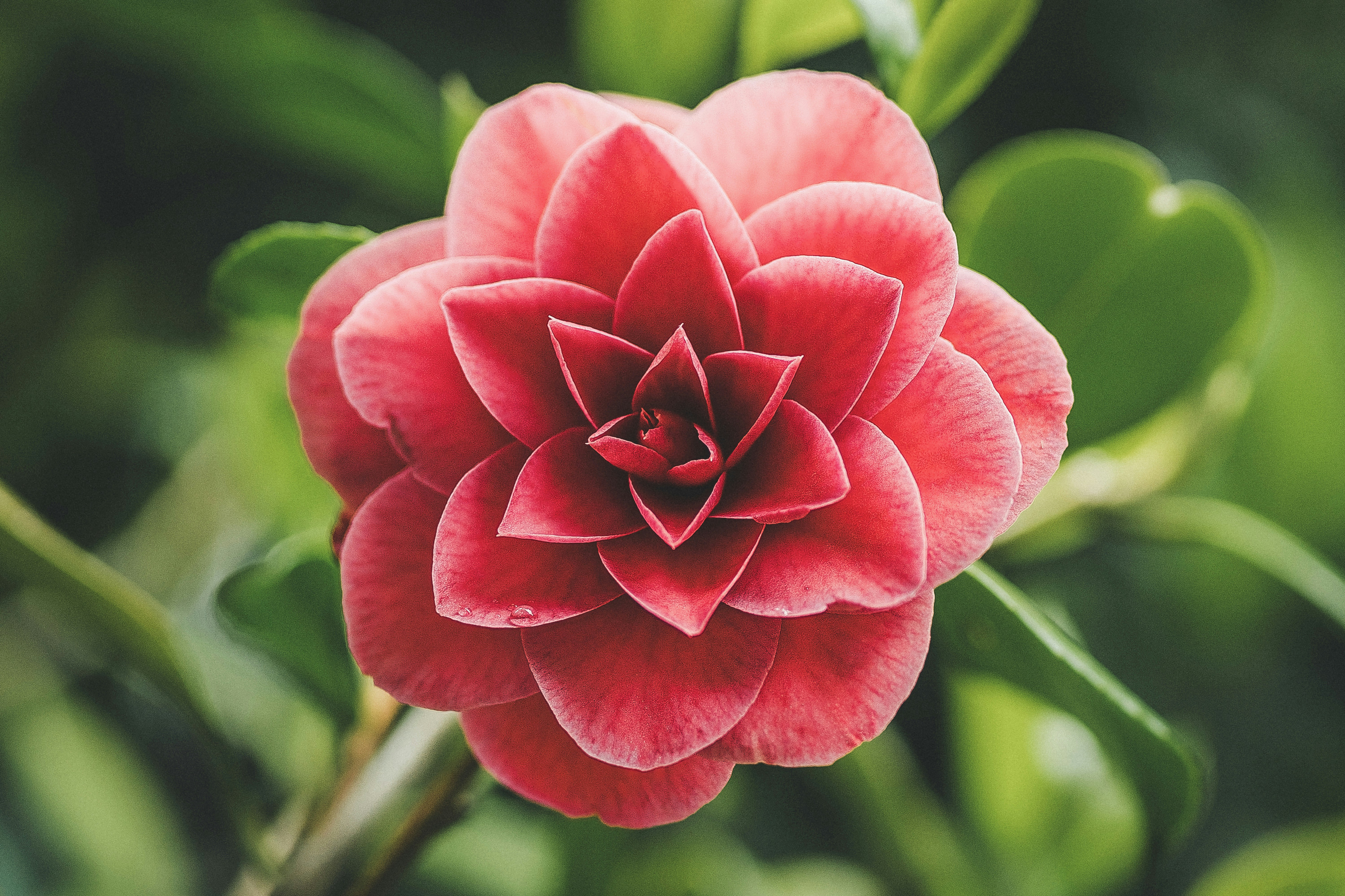 Blossom Flower Pictures | Download Free Images on Unsplash