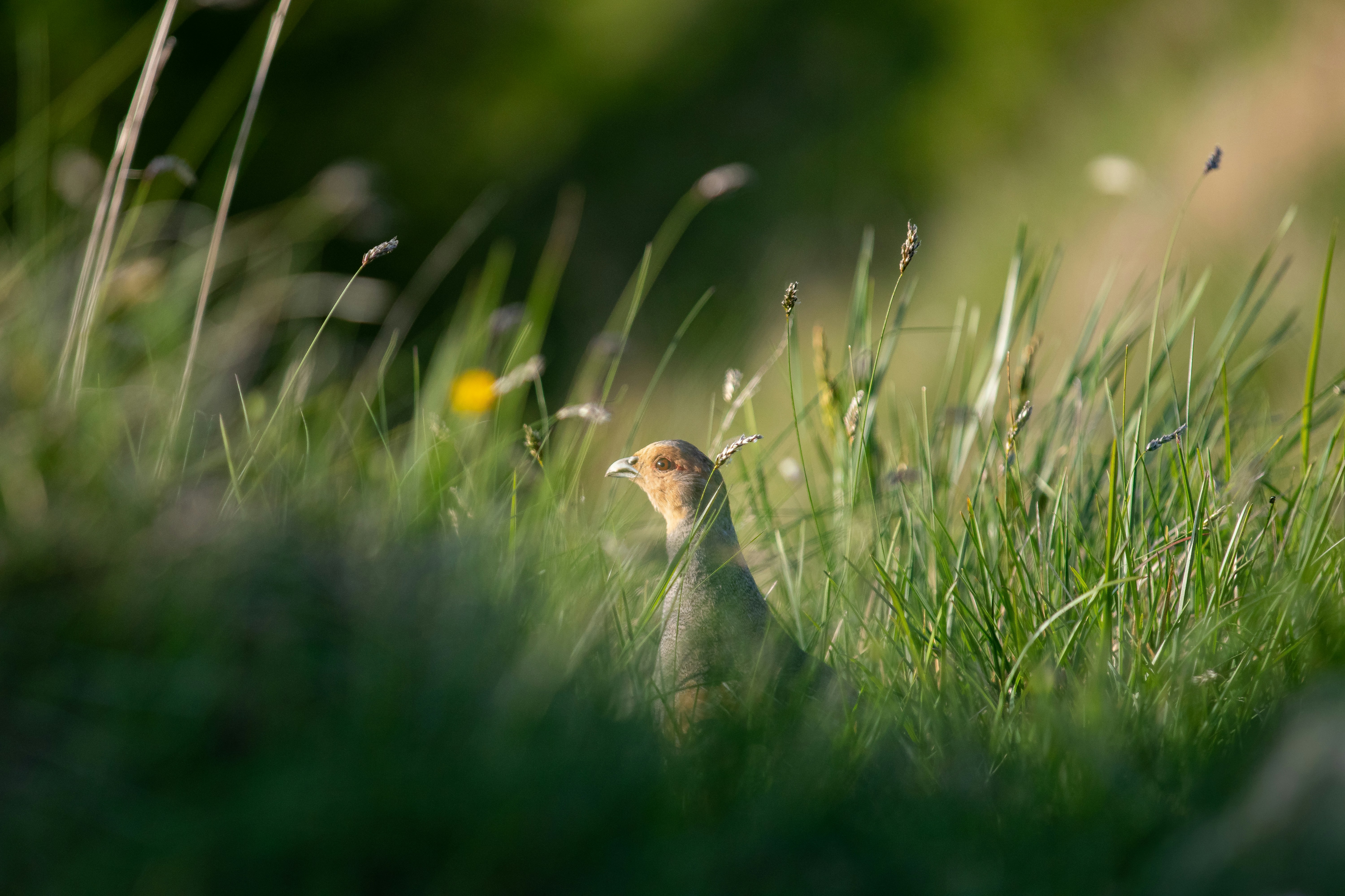 Meadow Sentinel: A Small Bird Quietly Watches from the Grass