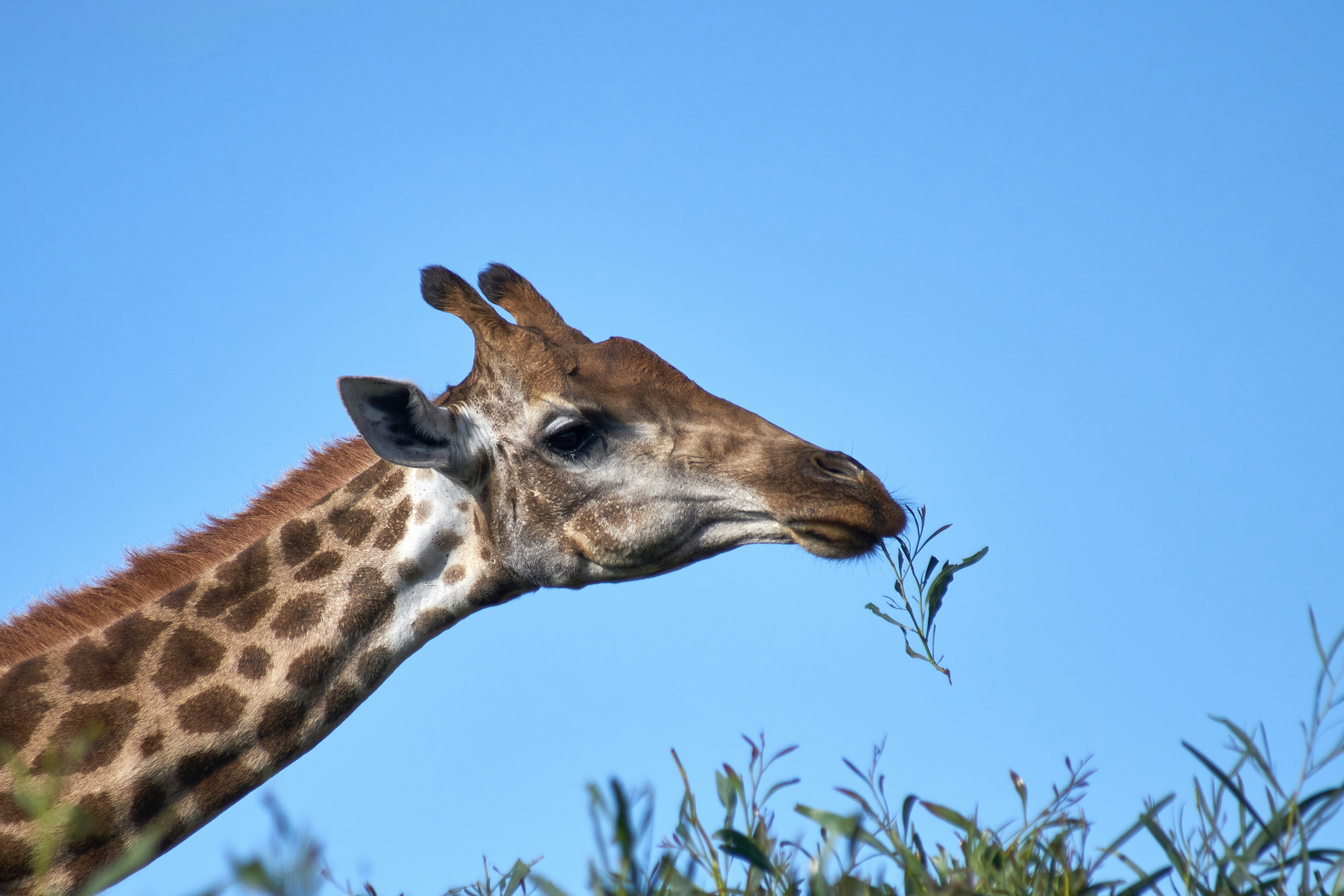 Giraffe’s Breezy Snack: A Silhouette of Grace Against a Clear Sky