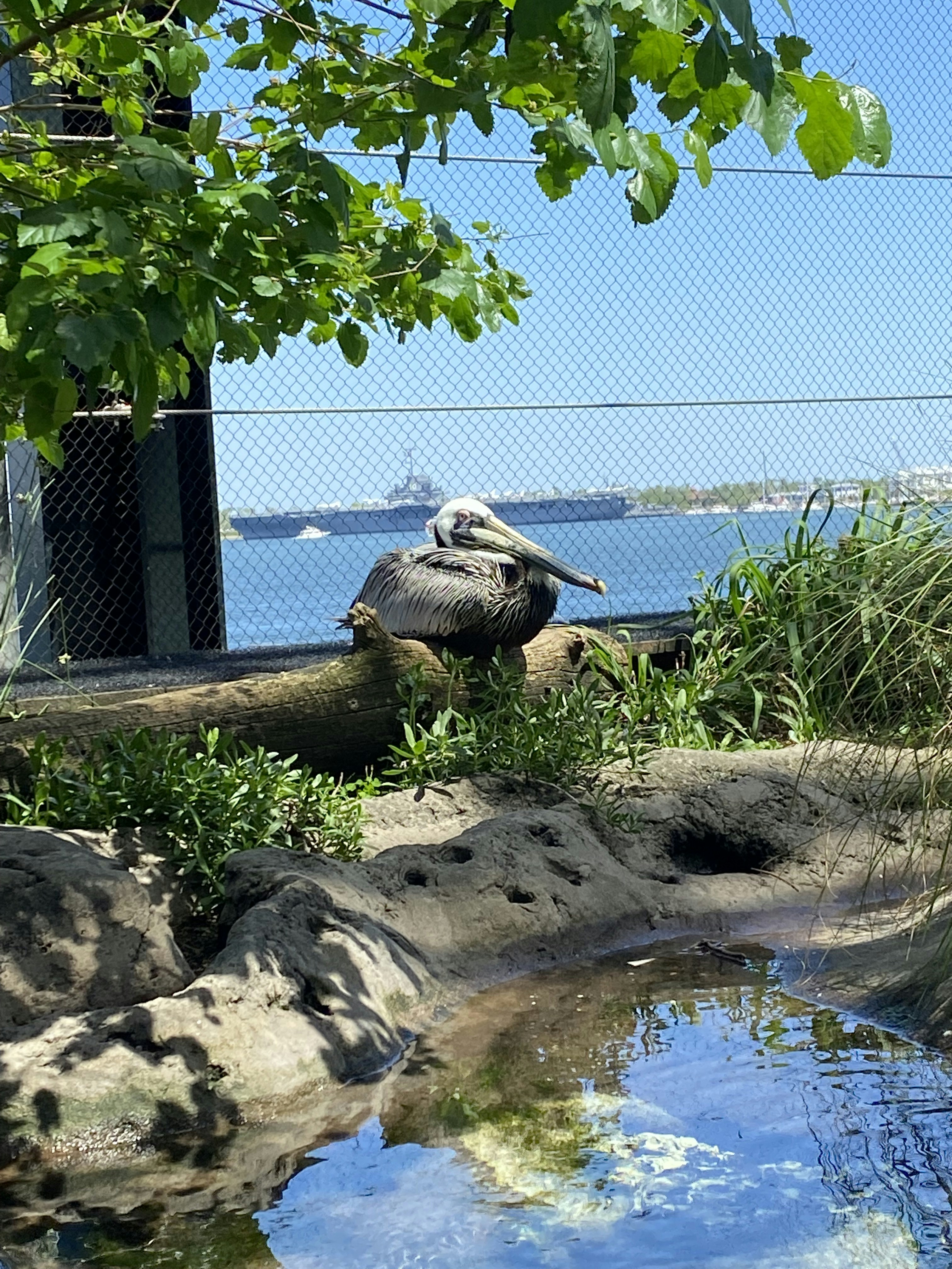 a large bird sitting on top of a tree next to a body of water