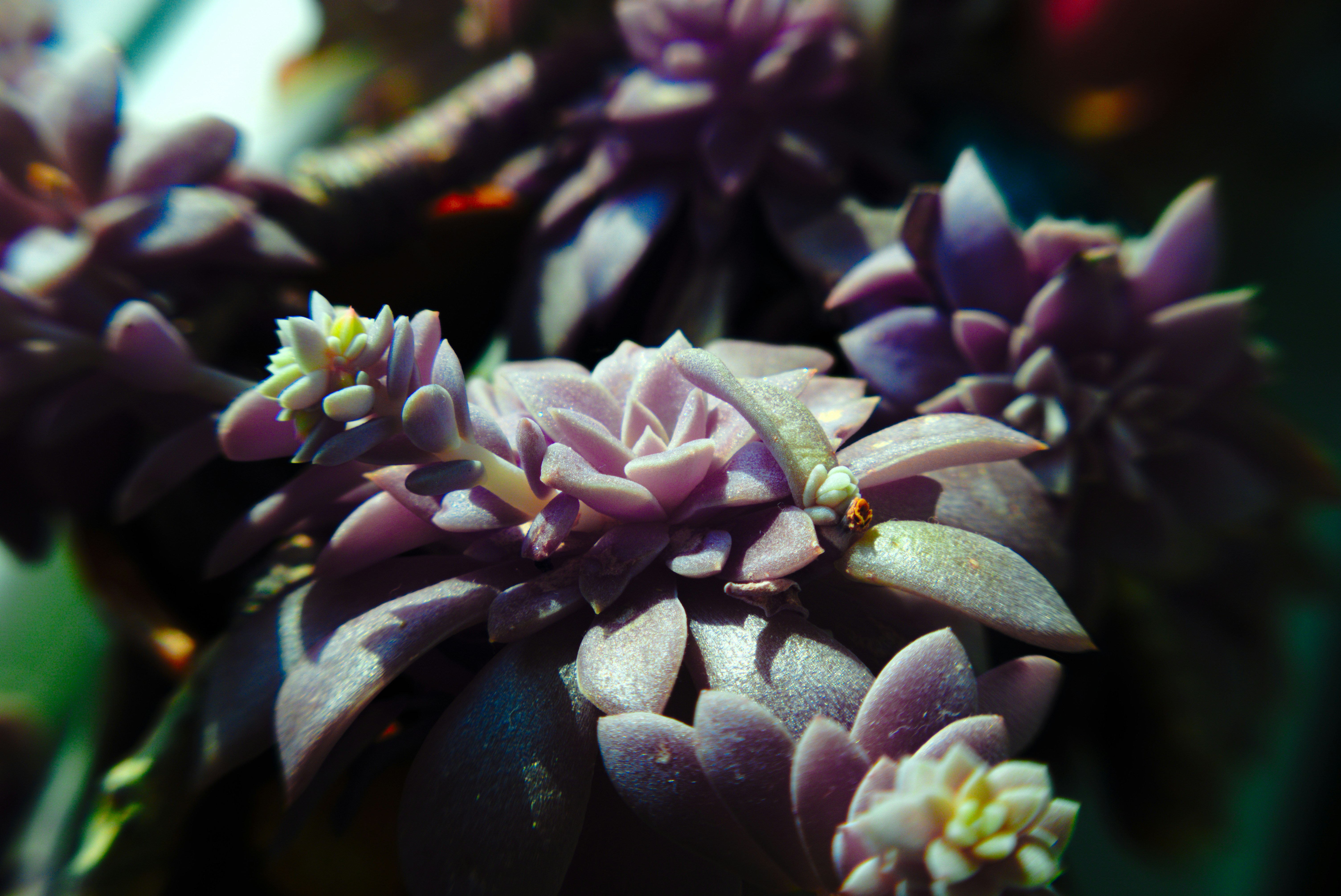 Rosette Mosaic: Macro Portrait of Purple Succulents in Dappled Light