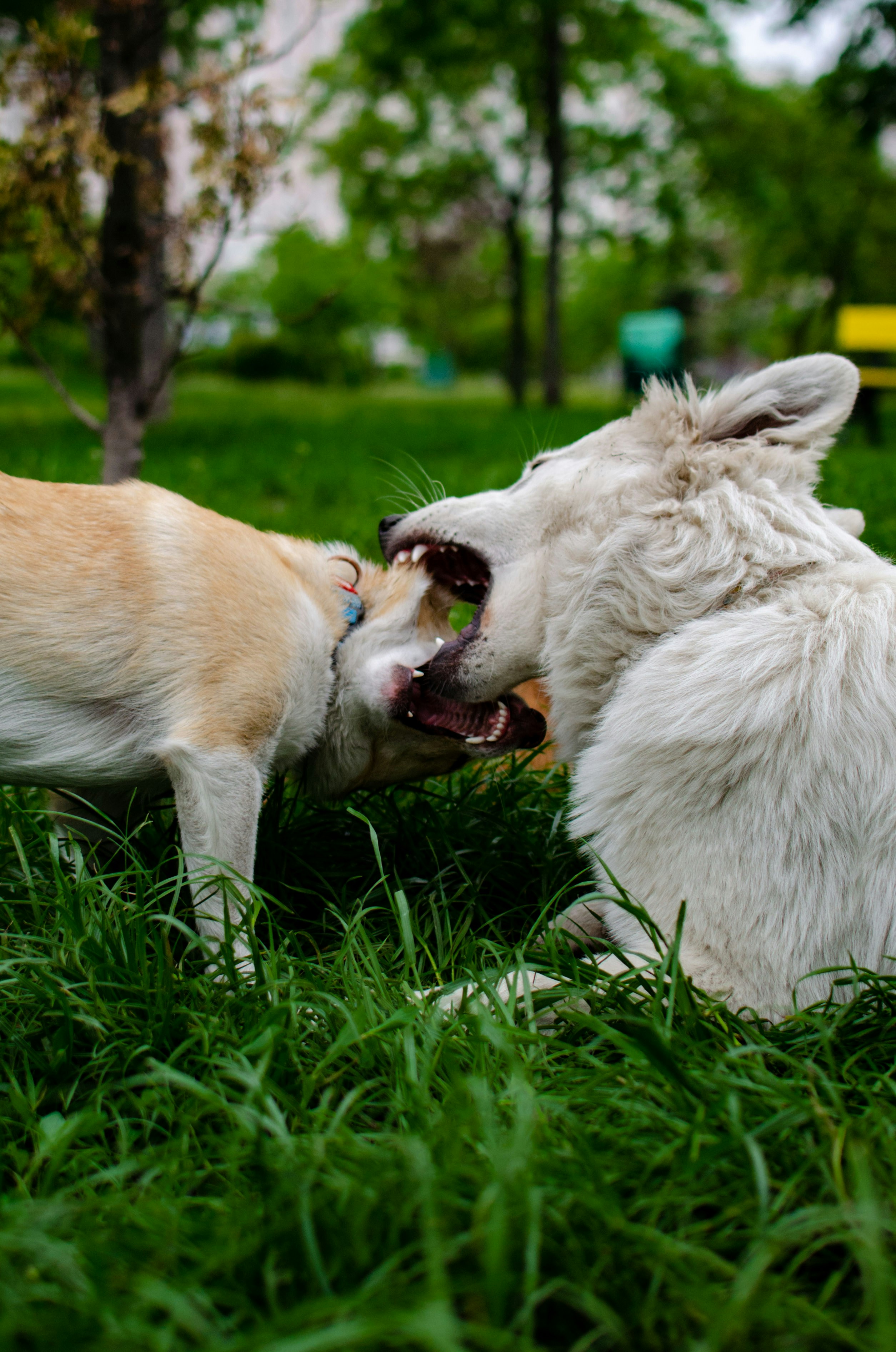 Two dogs playing with each other in the grass photo – Free Land Image ...