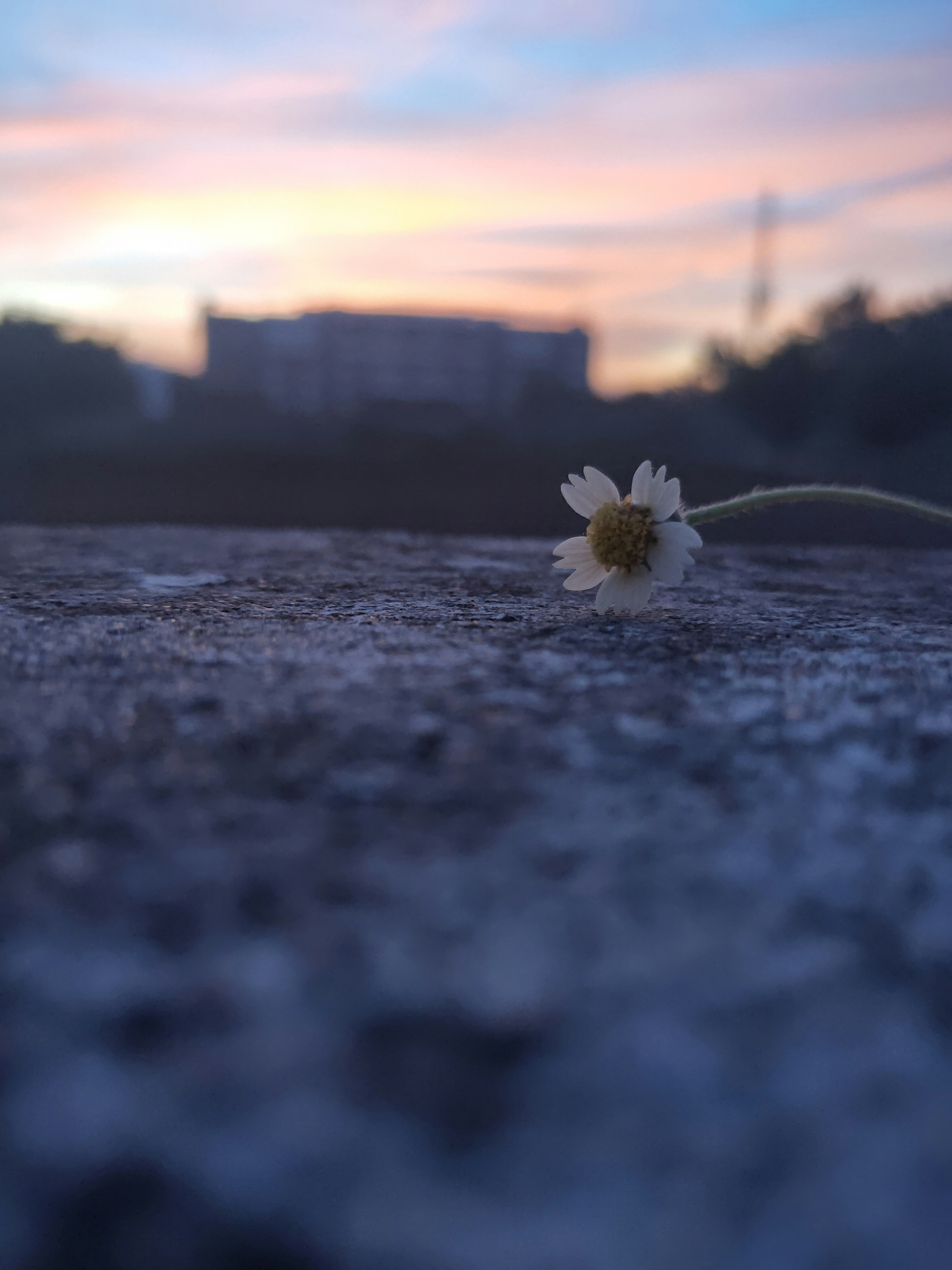Daisy at Dusk: a lone bloom resting on weathered concrete against a cityscape glow