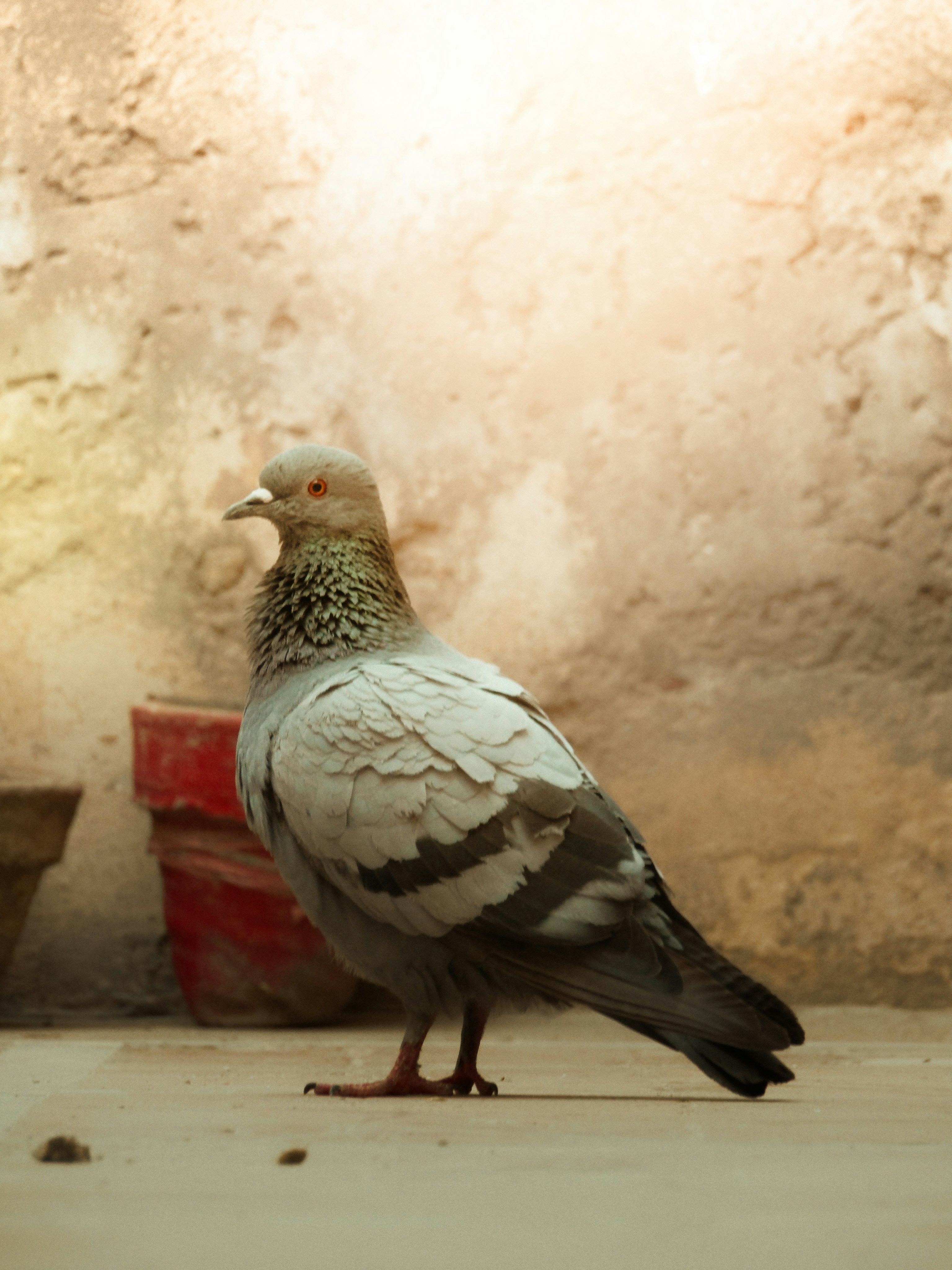 Un pigeon assis sur le sol à côté d’un mur photo – Photo Multan ...