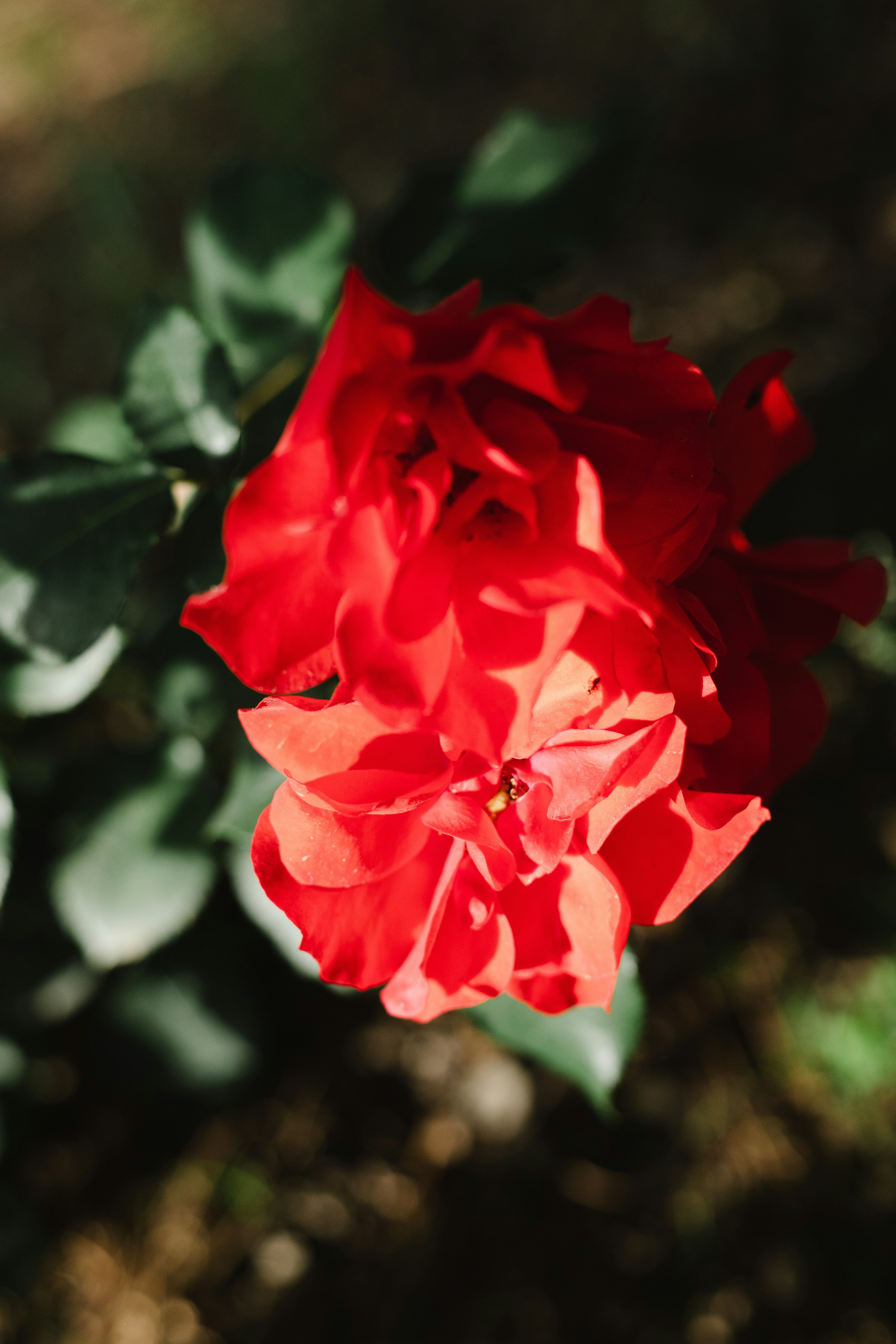 Crimson Bloom in Soft Backlight