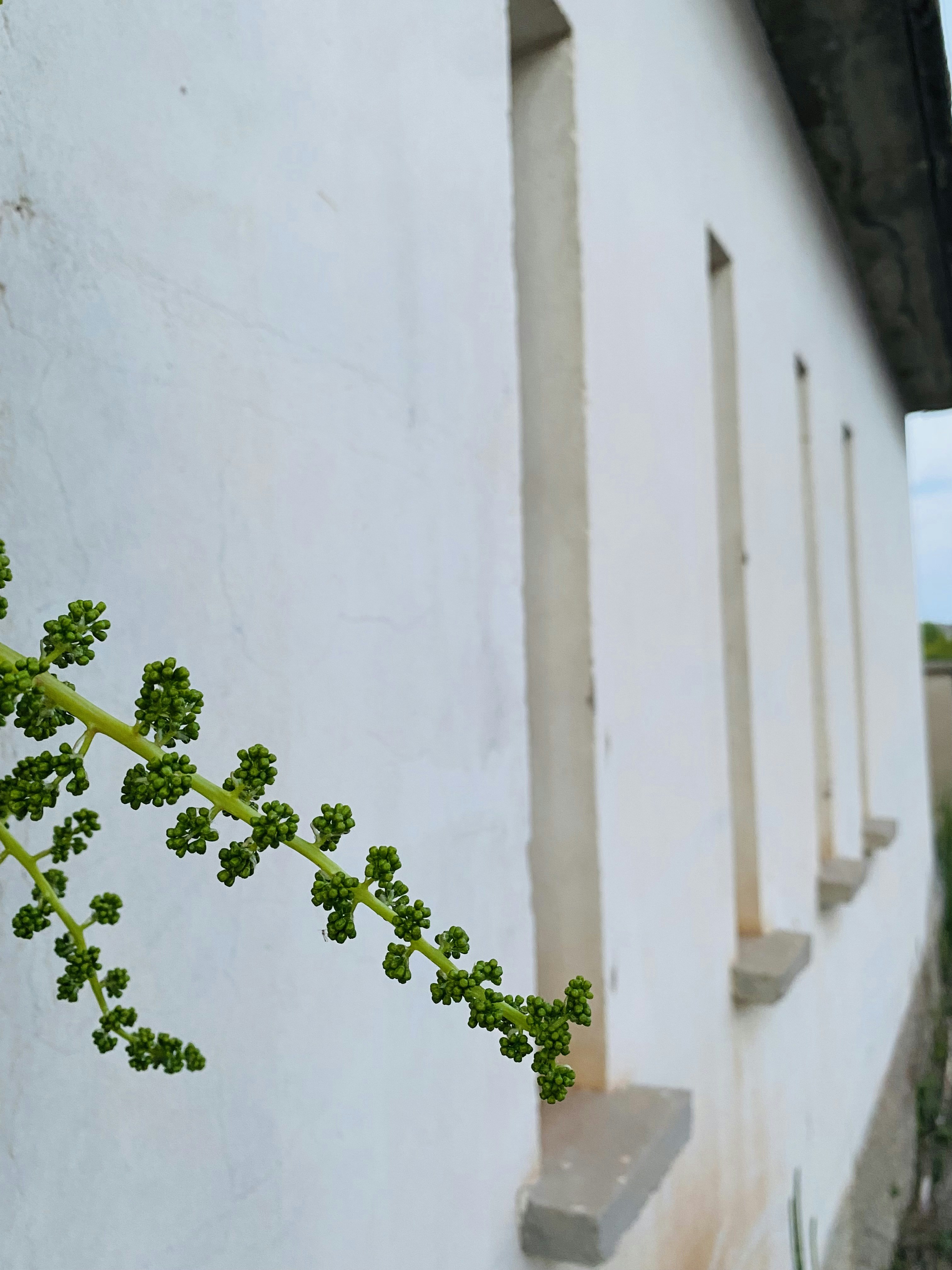 Green vine with small clusters of buds contrasting against a white building facade.