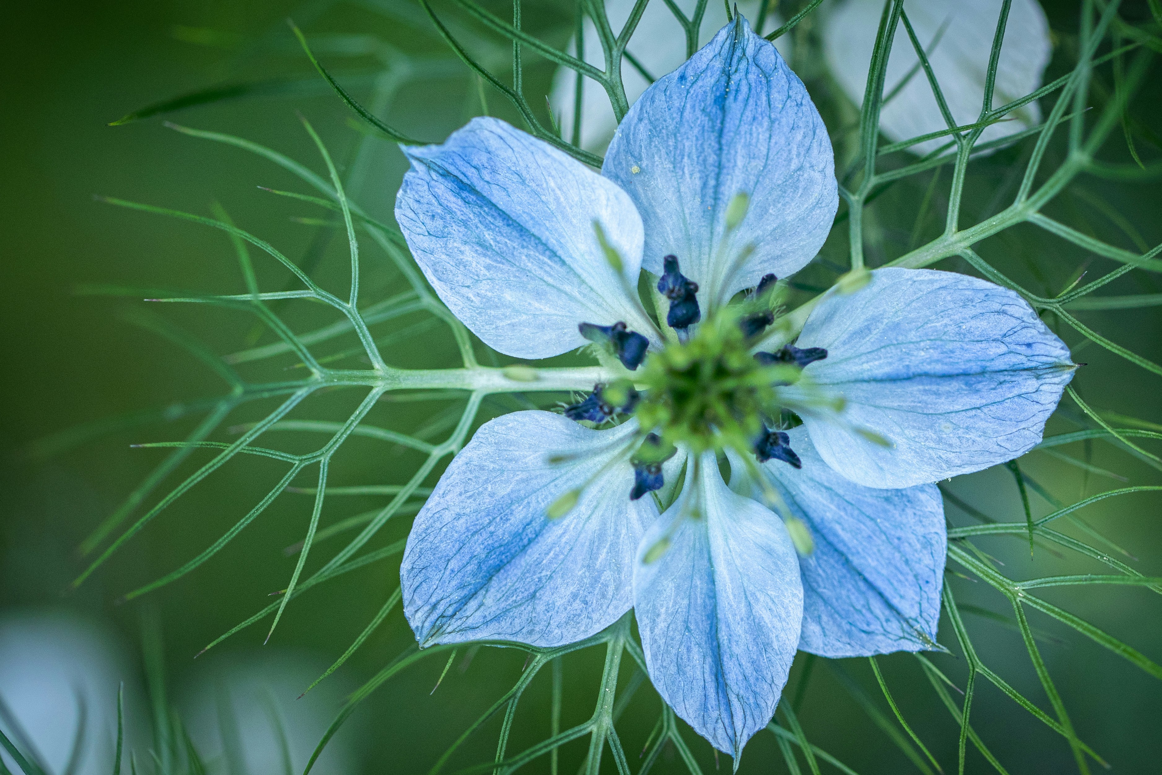 A blue flower with green leaves in the background photo – Free Blue ...
