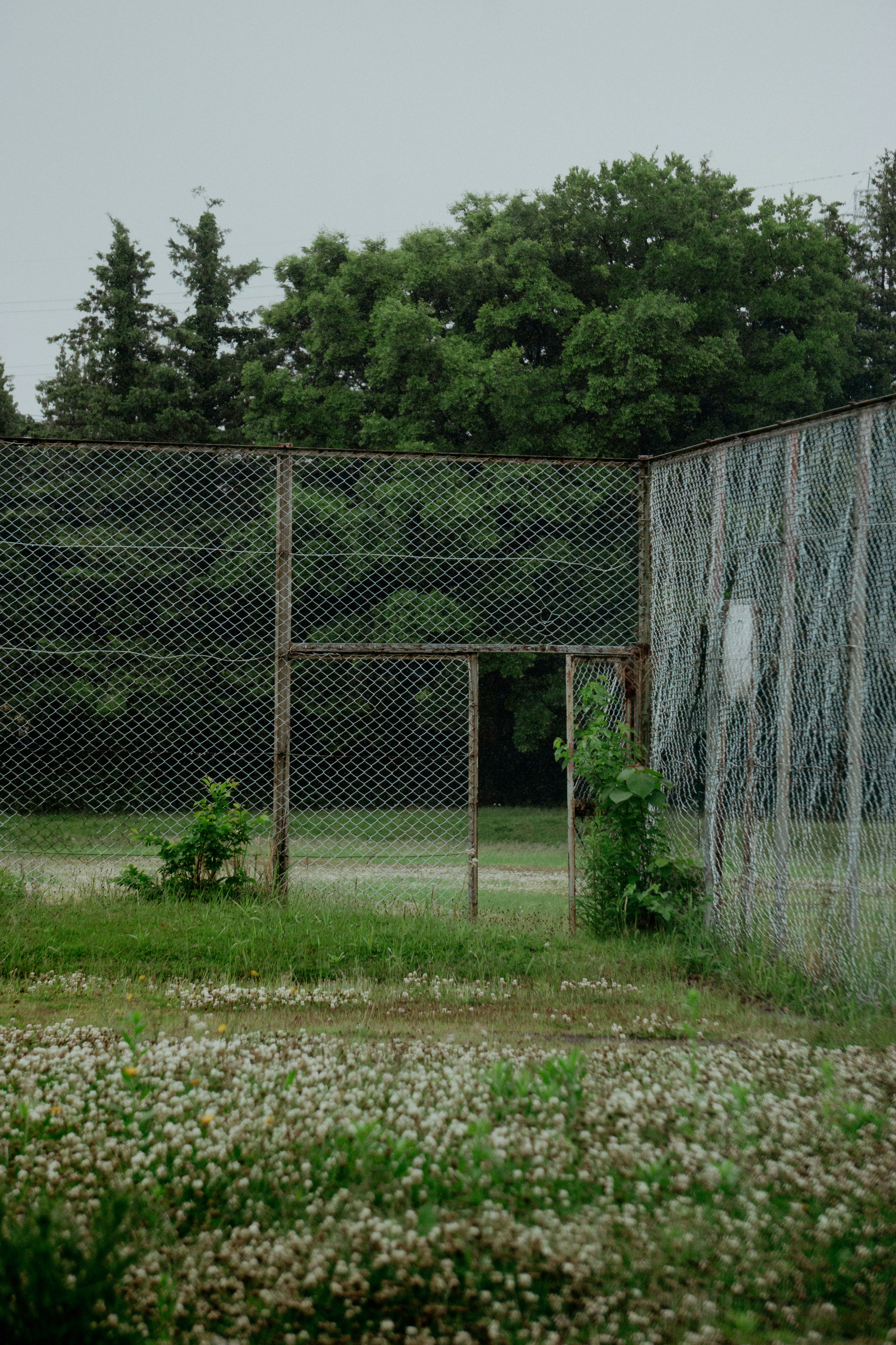 Rusted Gate, Quiet Field: A Threshold Framed by Chain-Link and Trees