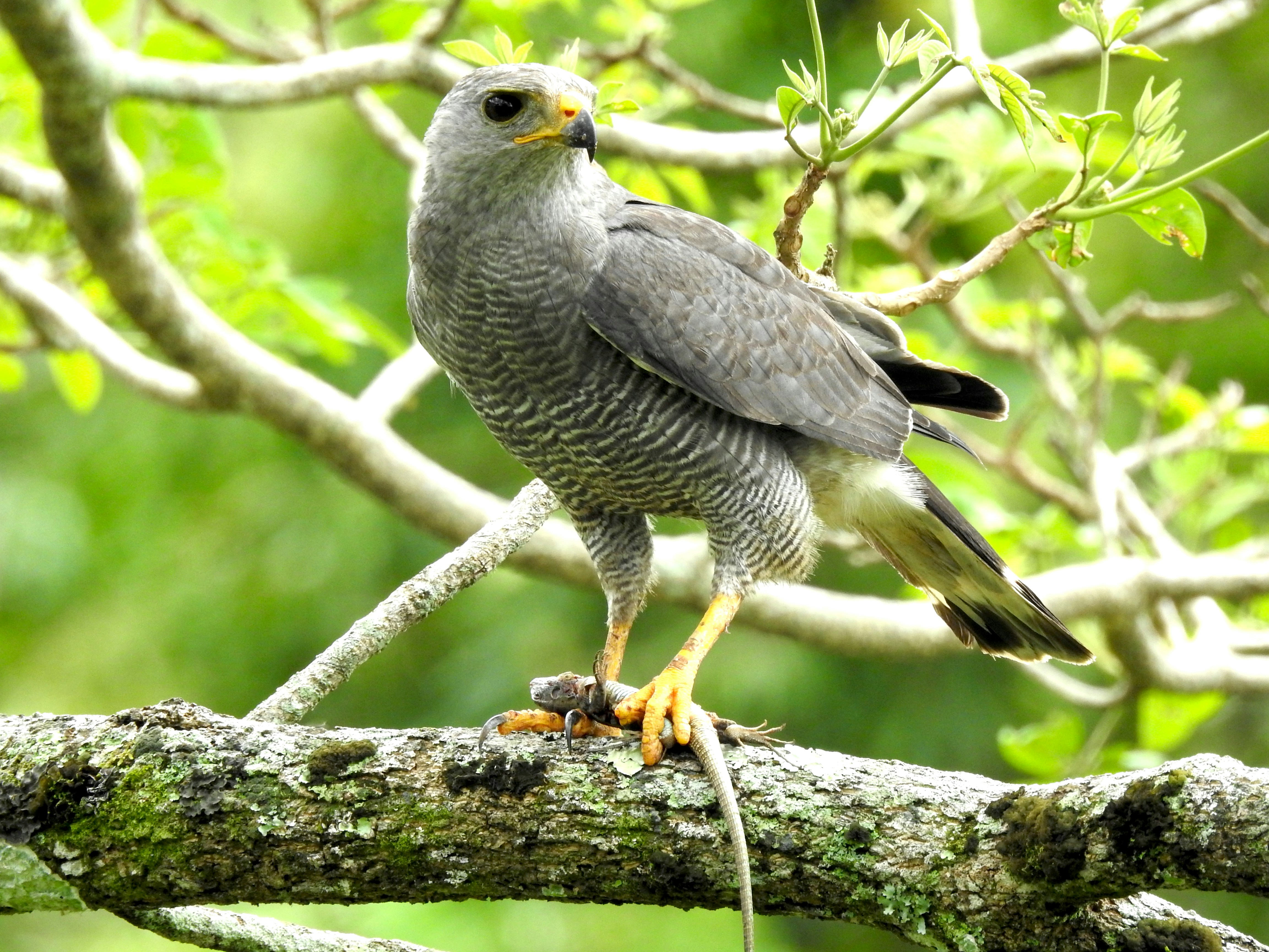 Grey Hawk on a Mossy Branch: A Quiet Moment in Sunlit Green Canopy