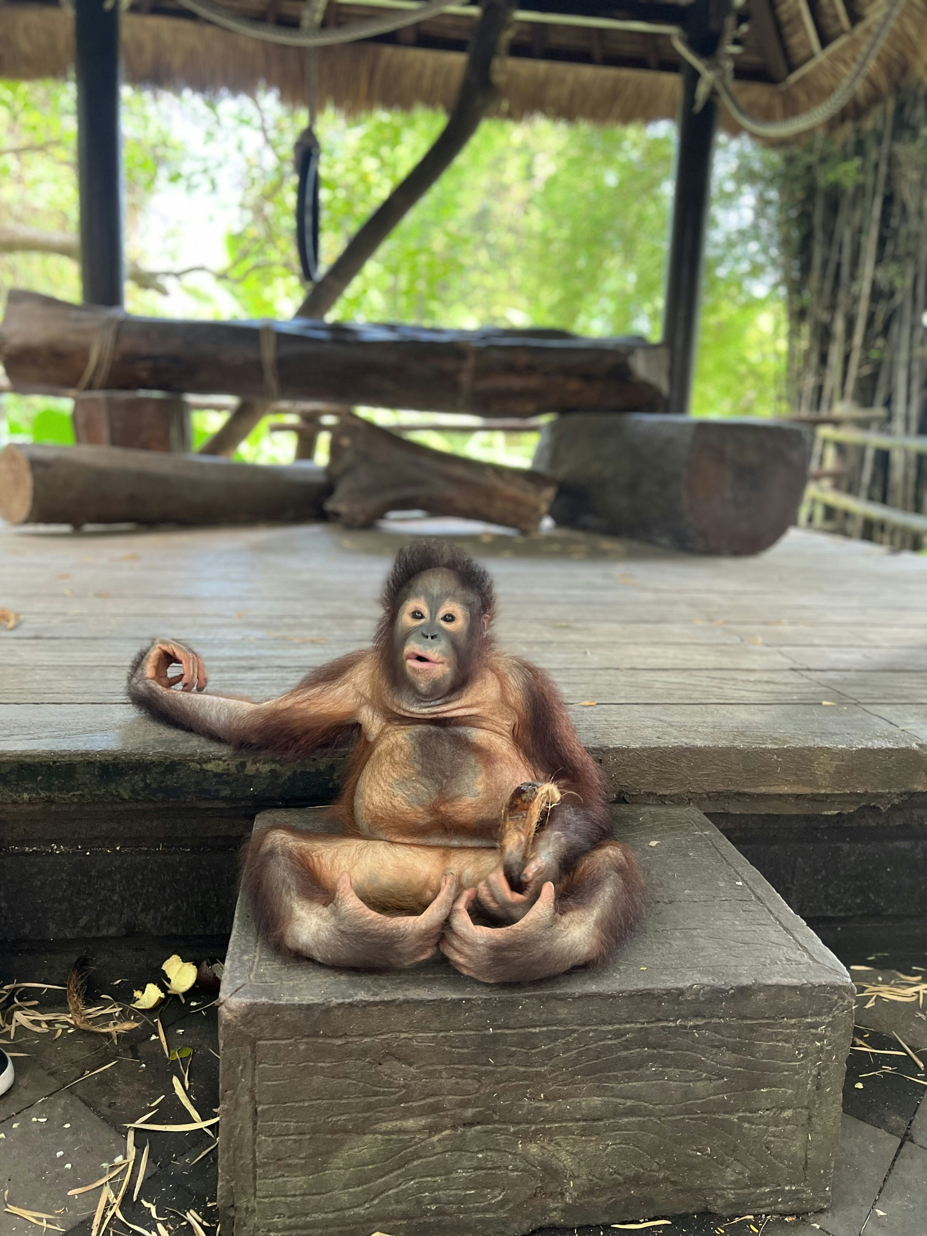 Foto Una estatua de un mono sentado en una plataforma de madera ...