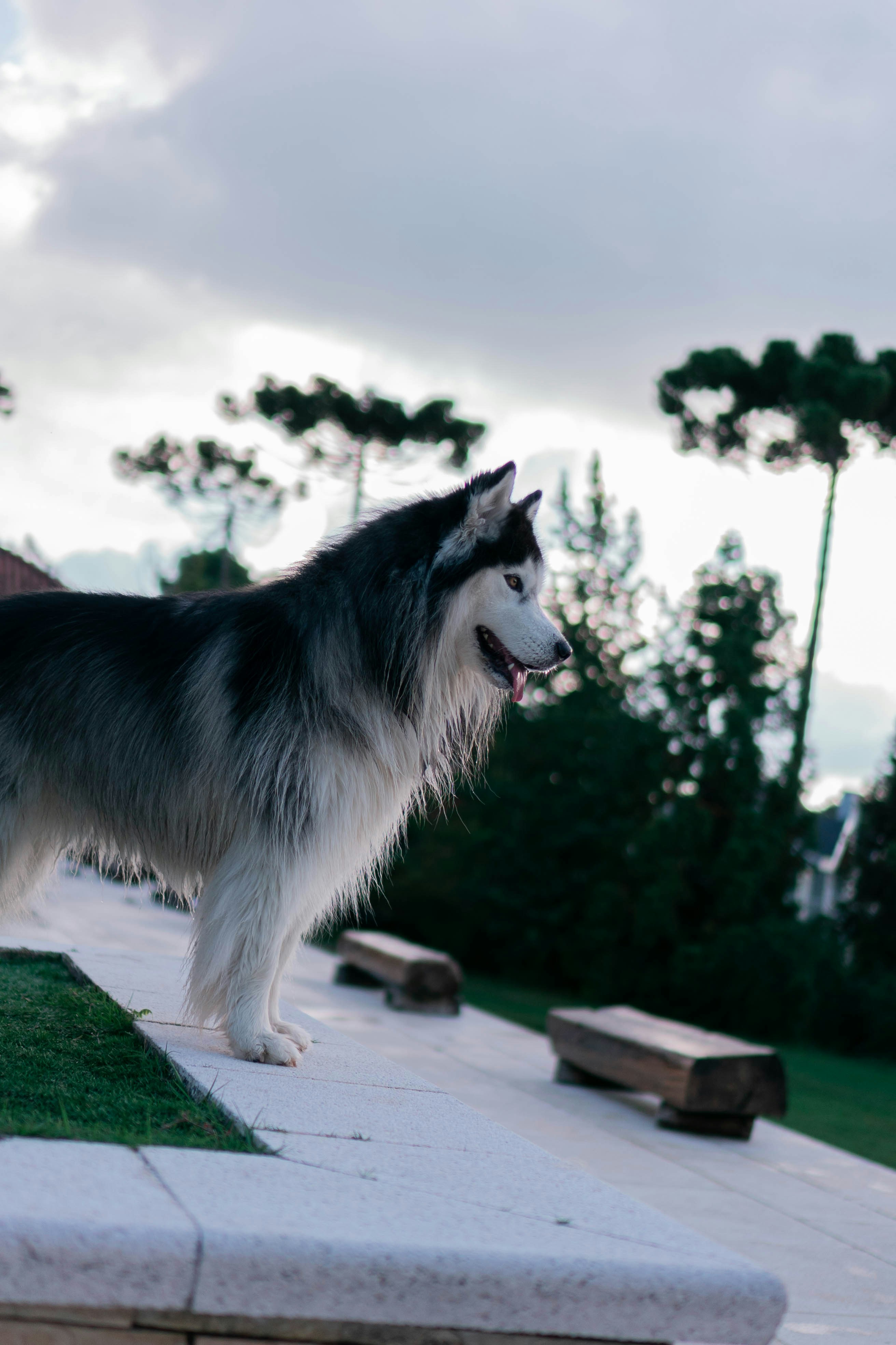 a black and white dog standing on top of a sidewalk