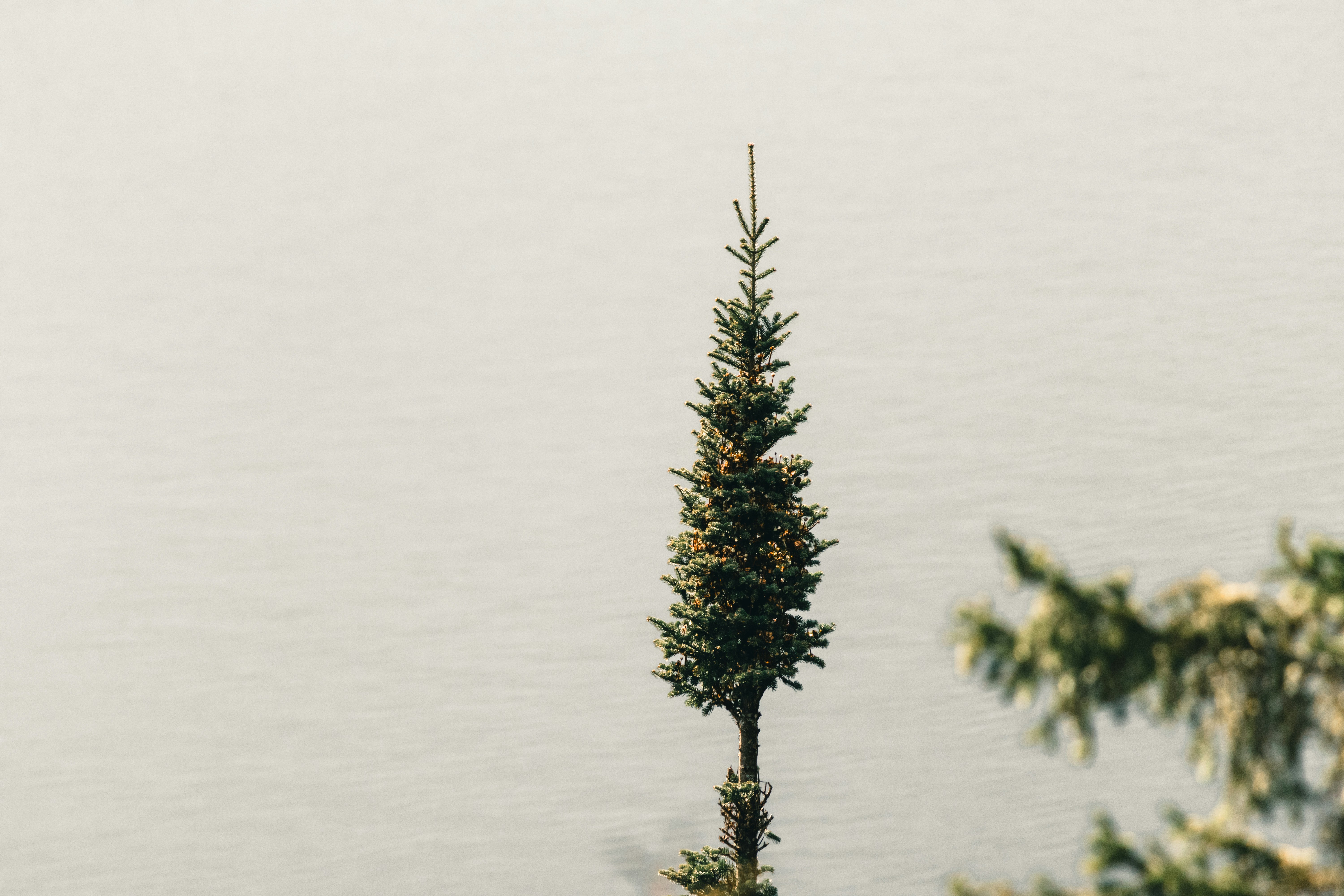 Lone Pine at the Edge of a Pale Sea