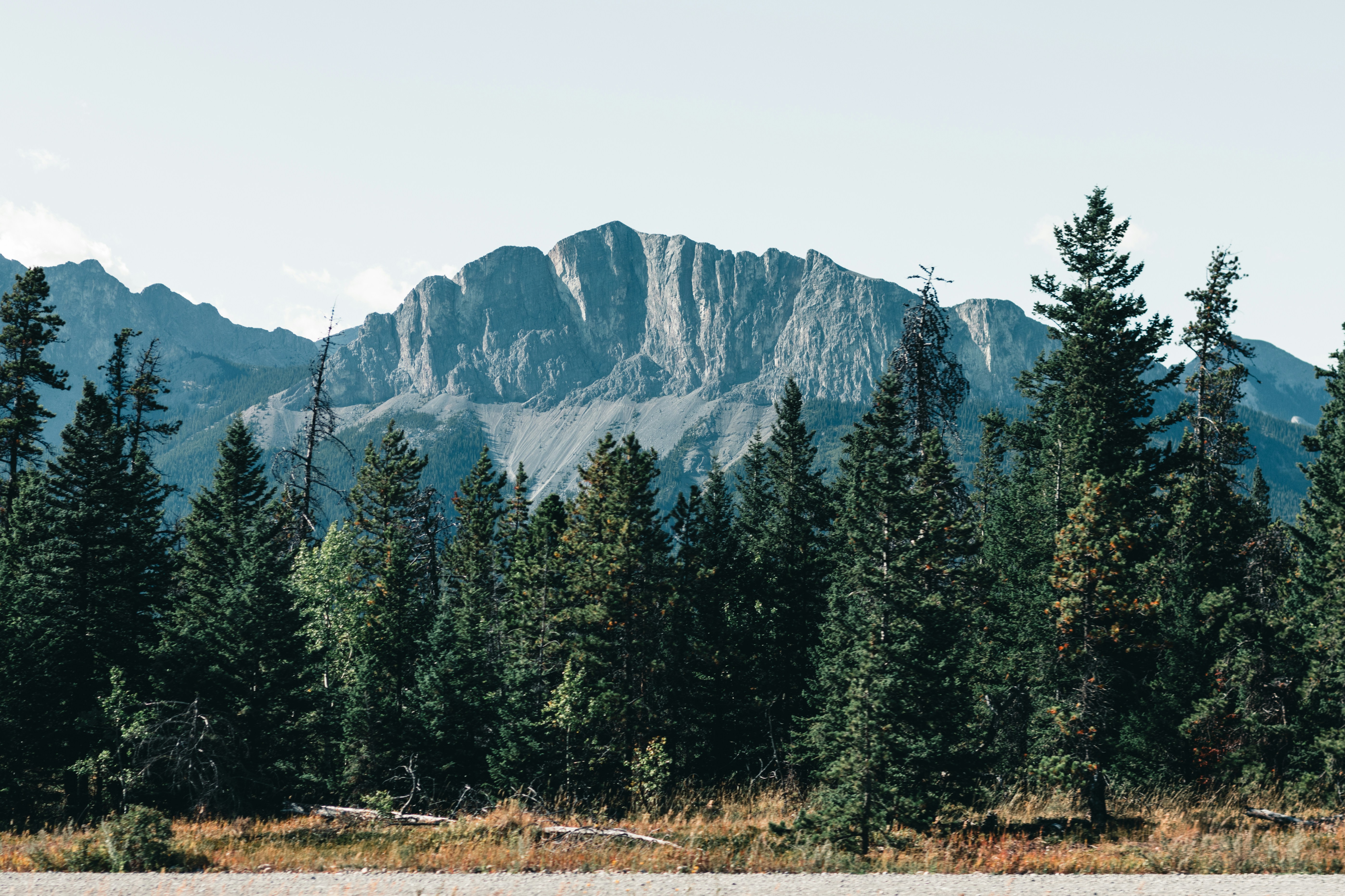 A group of pine trees in front of a mountain photo – Free Canada Image ...