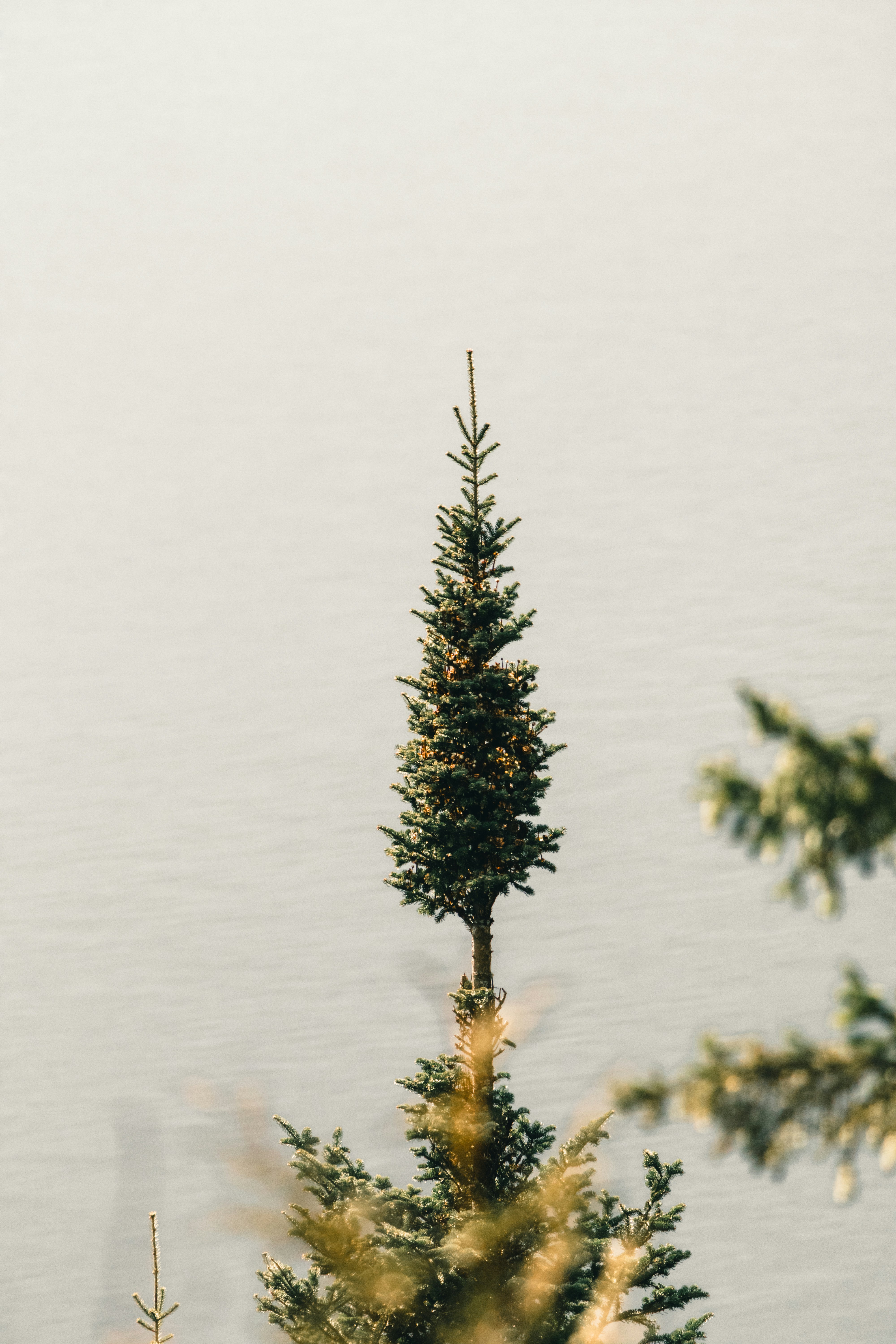 Lone evergreen rising from a tranquil lake, framed by soft foreground blur