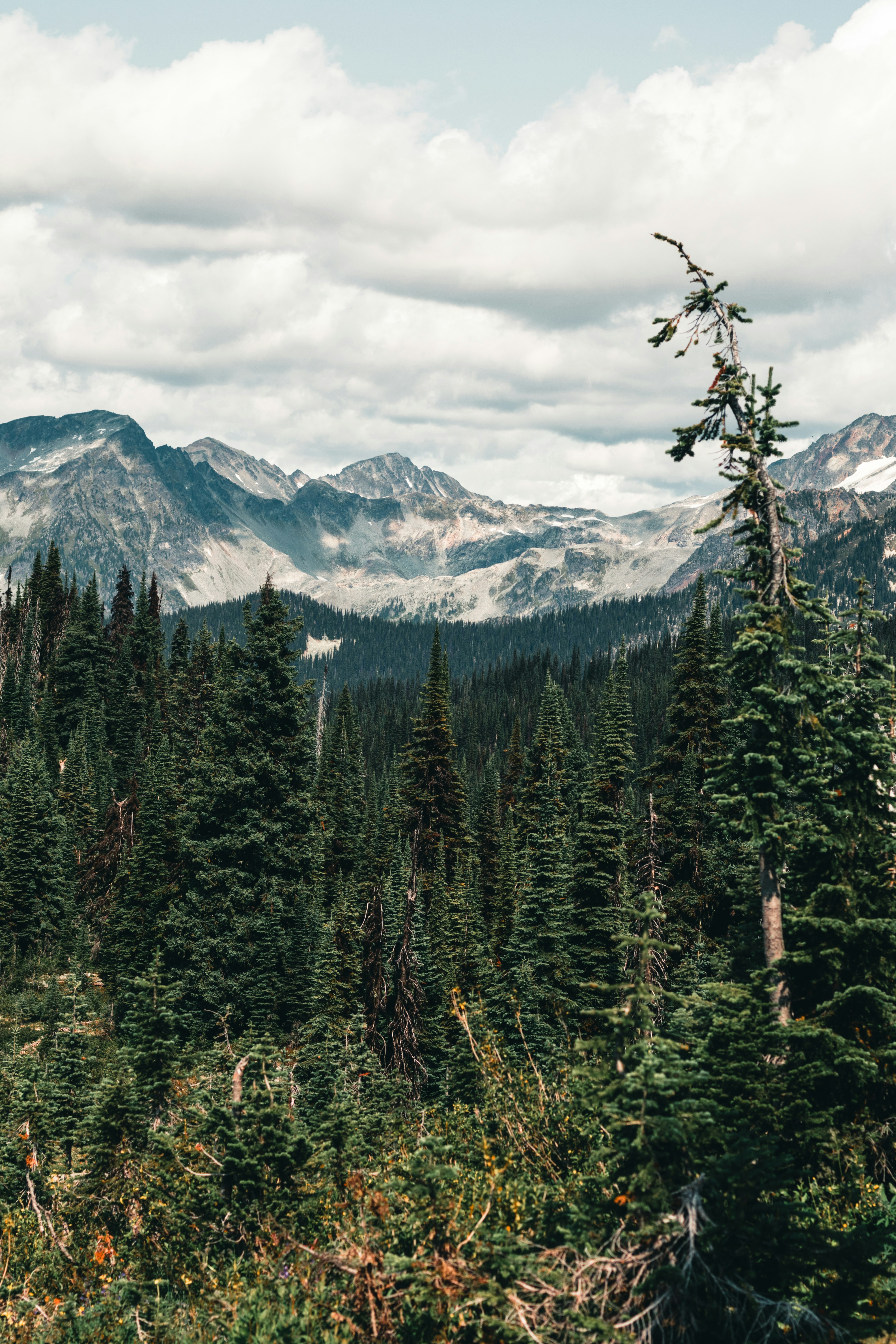 A forest filled with lots of tall pine trees photo – Free Canada Image ...