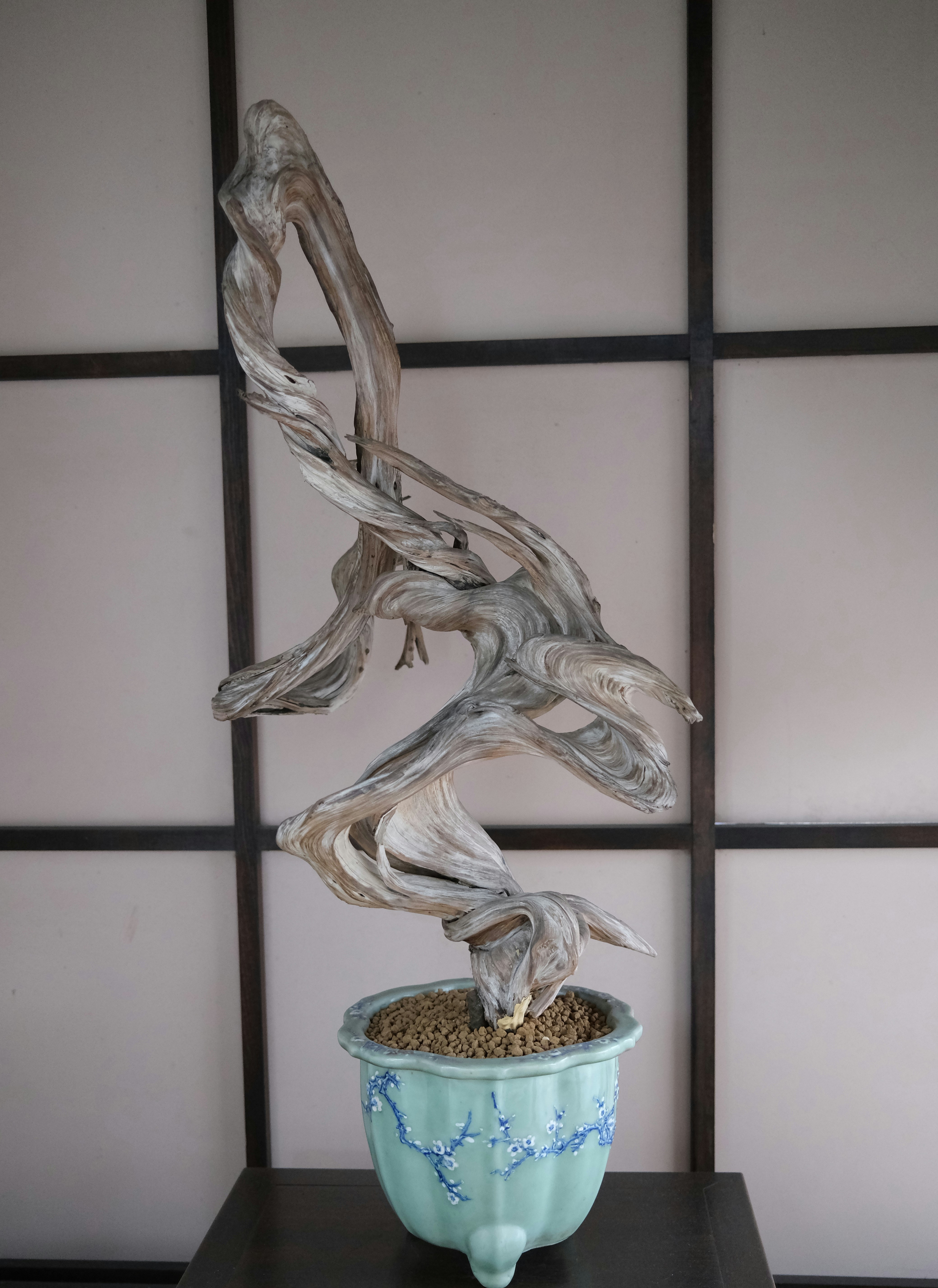 Twisted resonance: a bonsai drift in ceramic blue