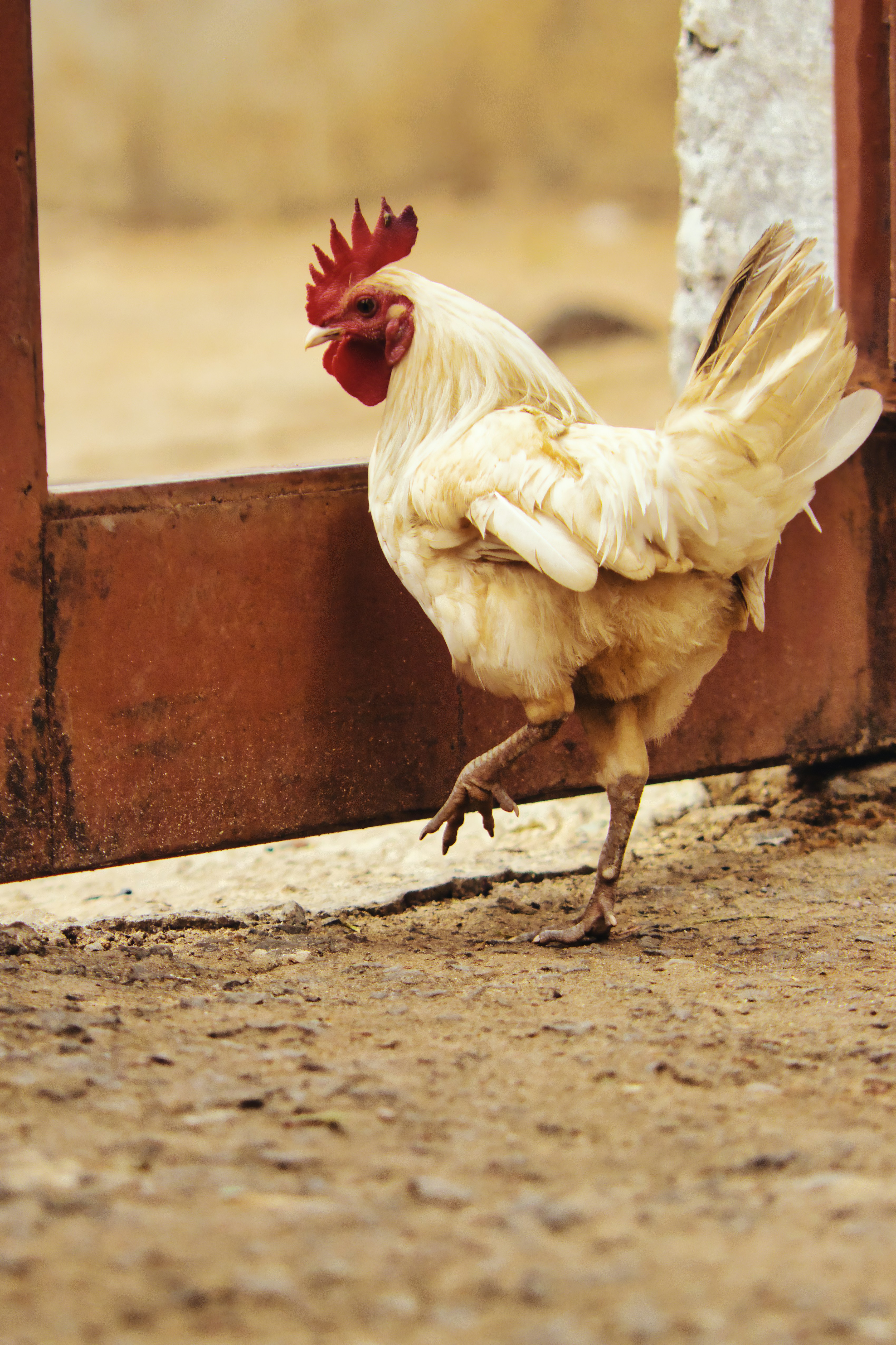 A white chicken with a red comb standing on the ground photo – Free ...