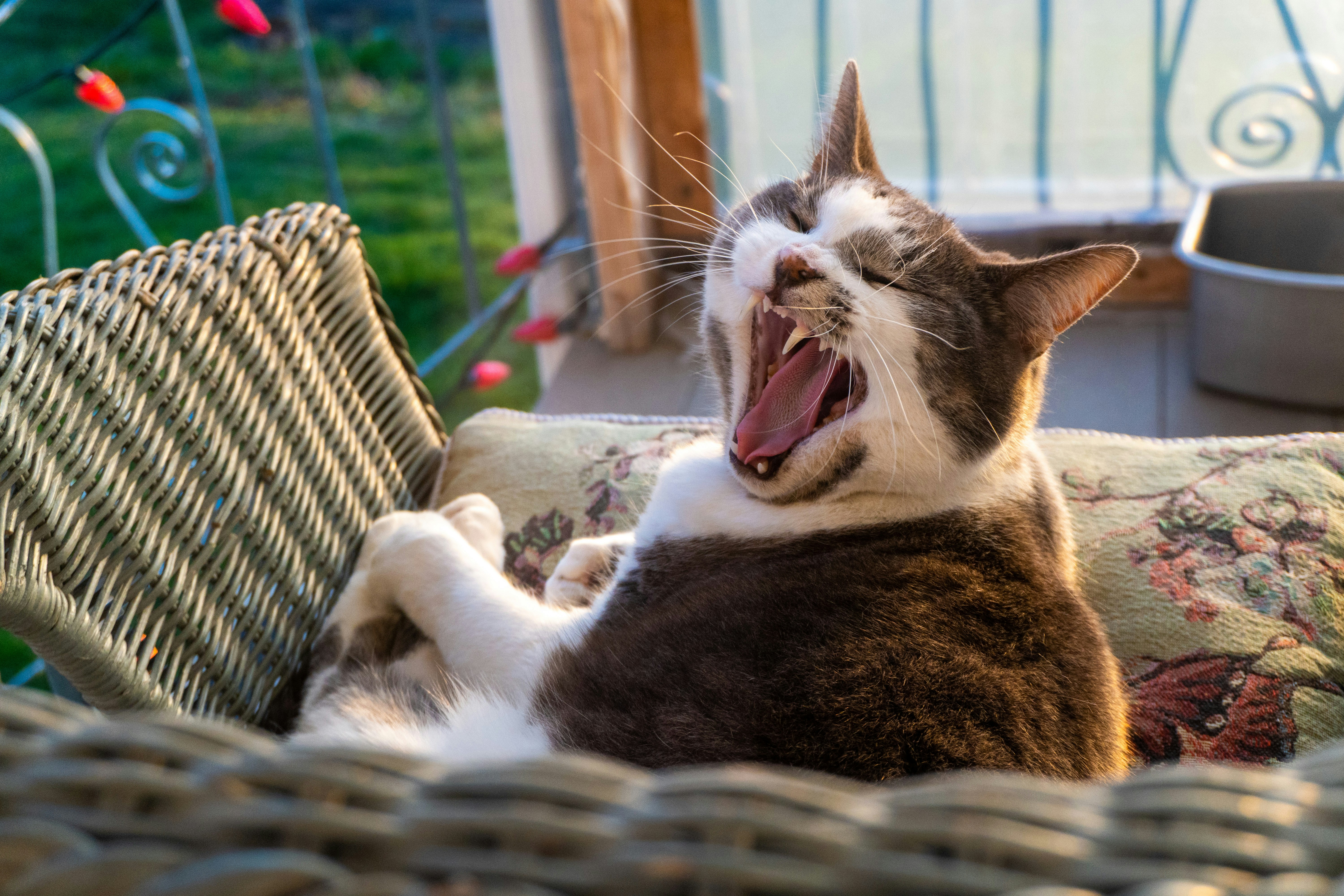 a cat yawns while sitting in a chair