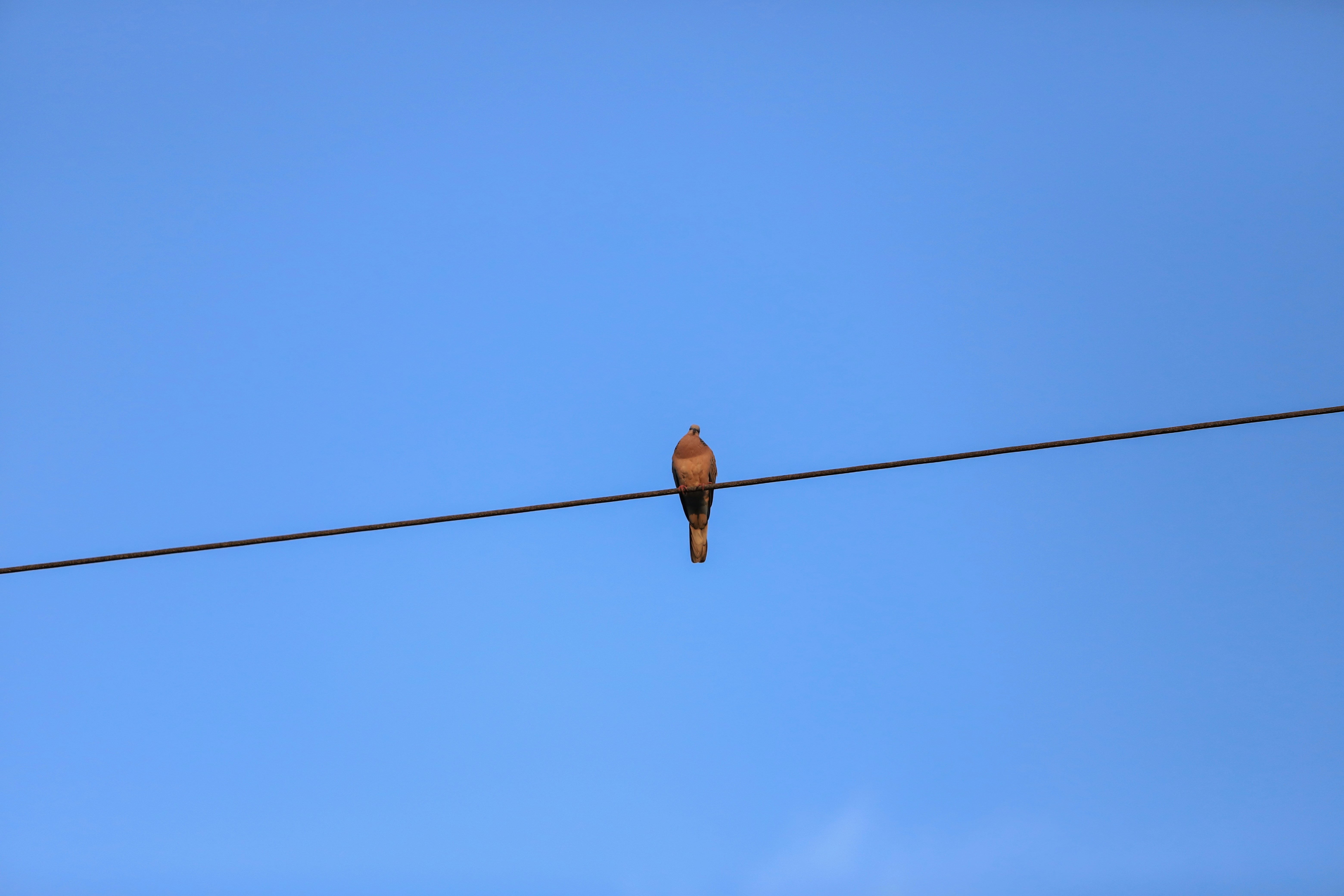 A bird sitting on a wire with a blue sky in the background photo – Free ...