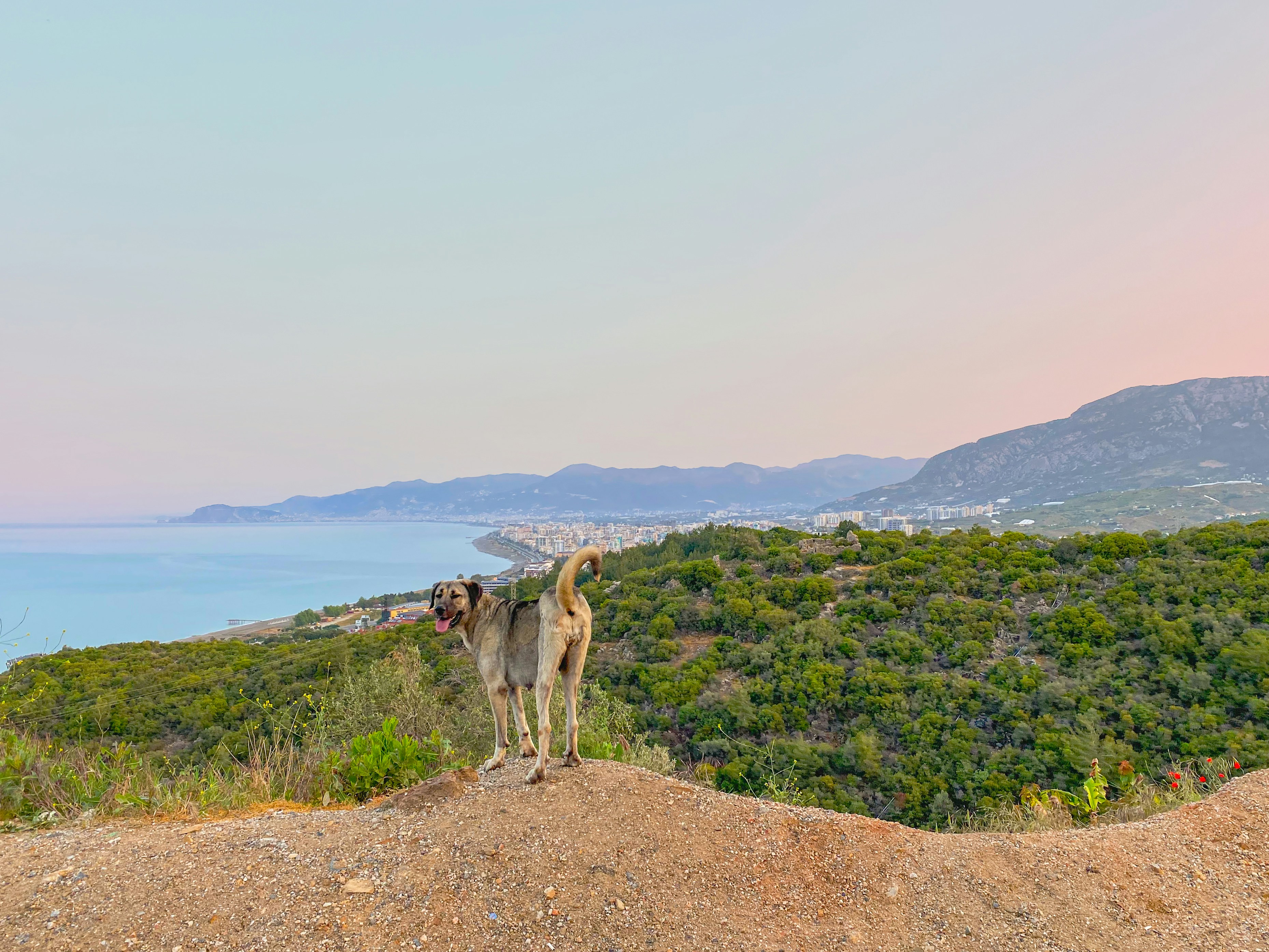A dog against the backdrop of a city, the ocean and a sunset in the mountains