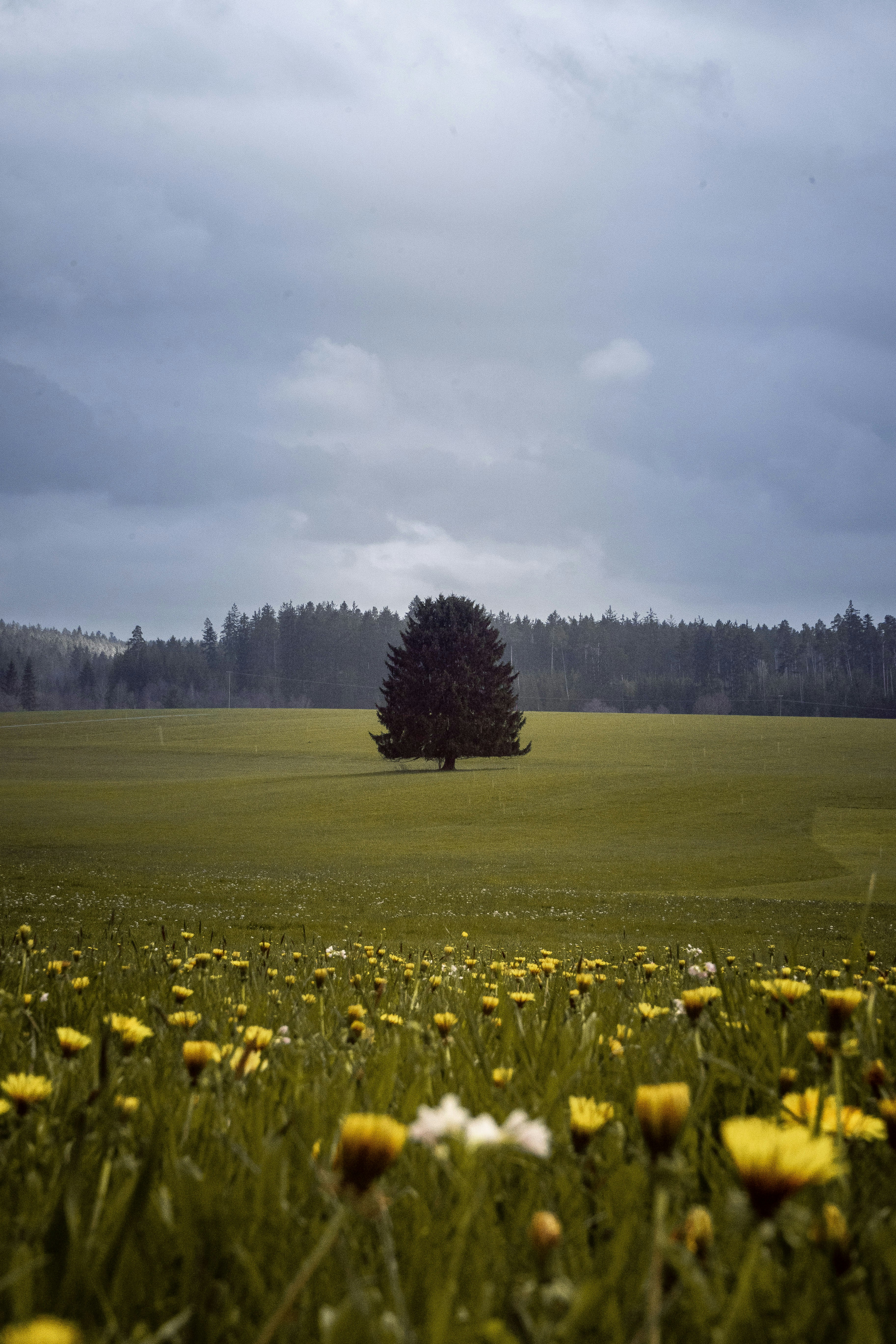 The Lone Pine Standing Guard Over a Meadow of Yellow Wildflowers