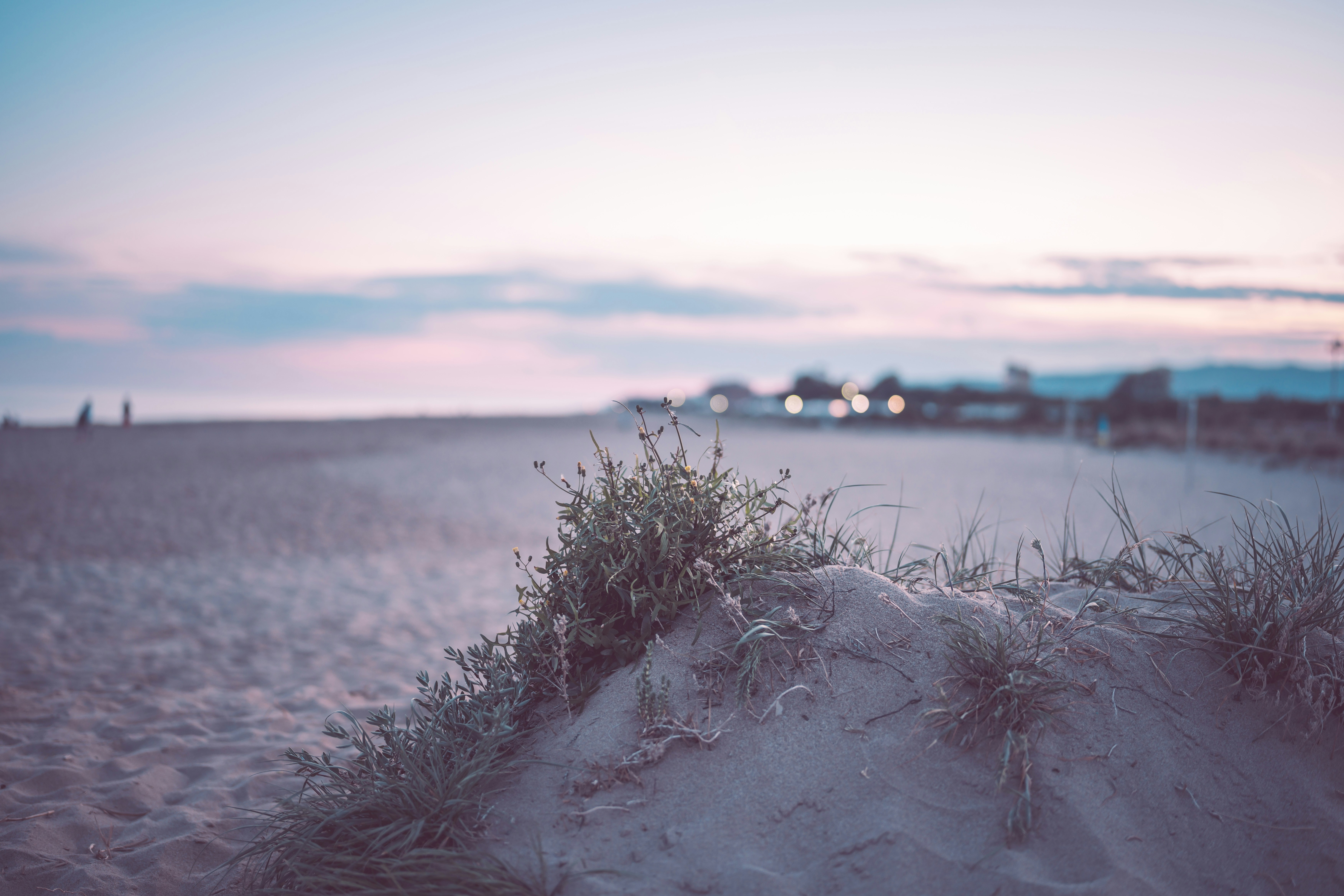 A small patch of grass sticking out of the sand photo – Free Beach ...
