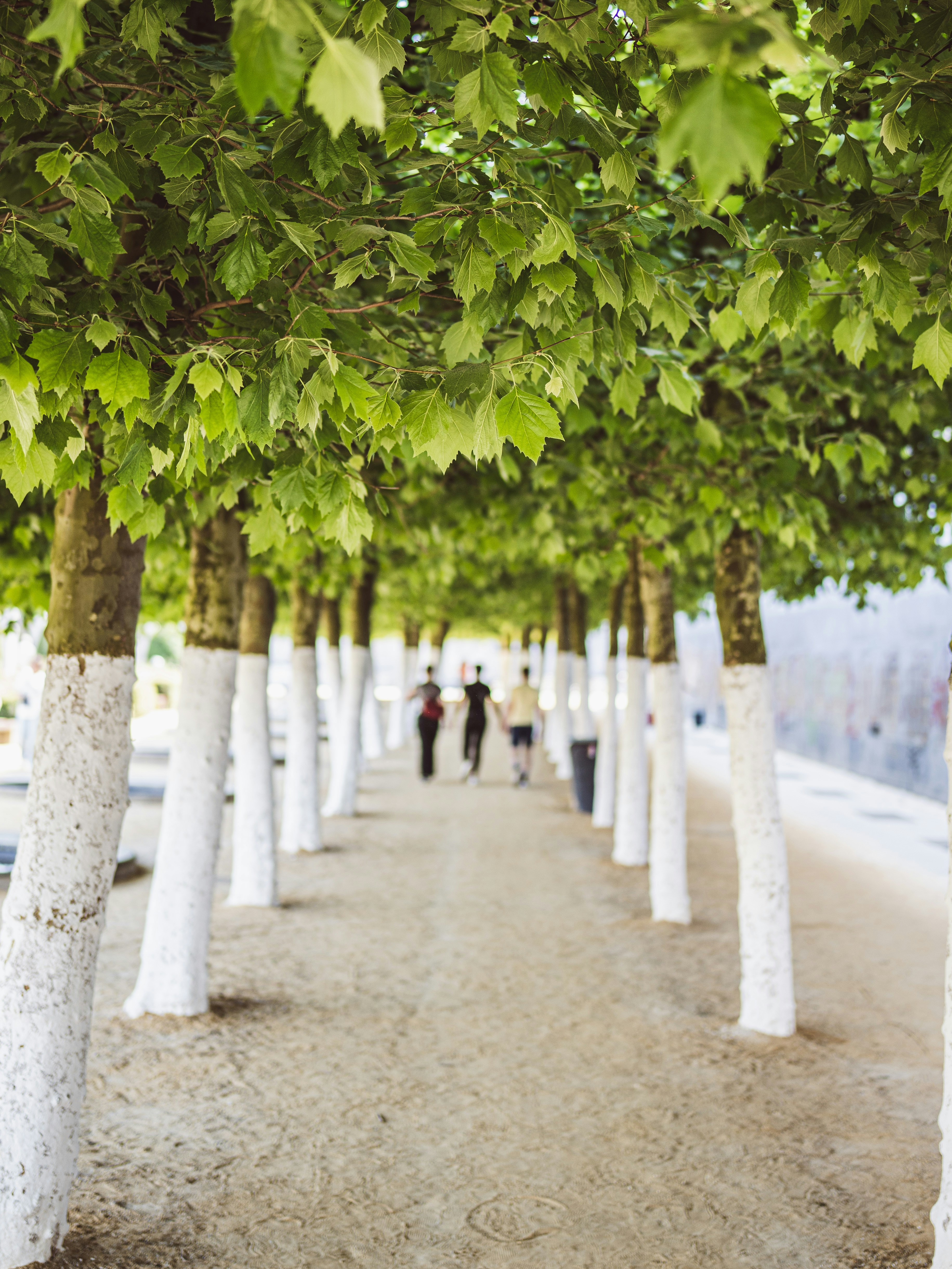 Canopy Corridor: Sunlit Allee of White-Trunked Trees Framing a Quiet Pedestrian Path
