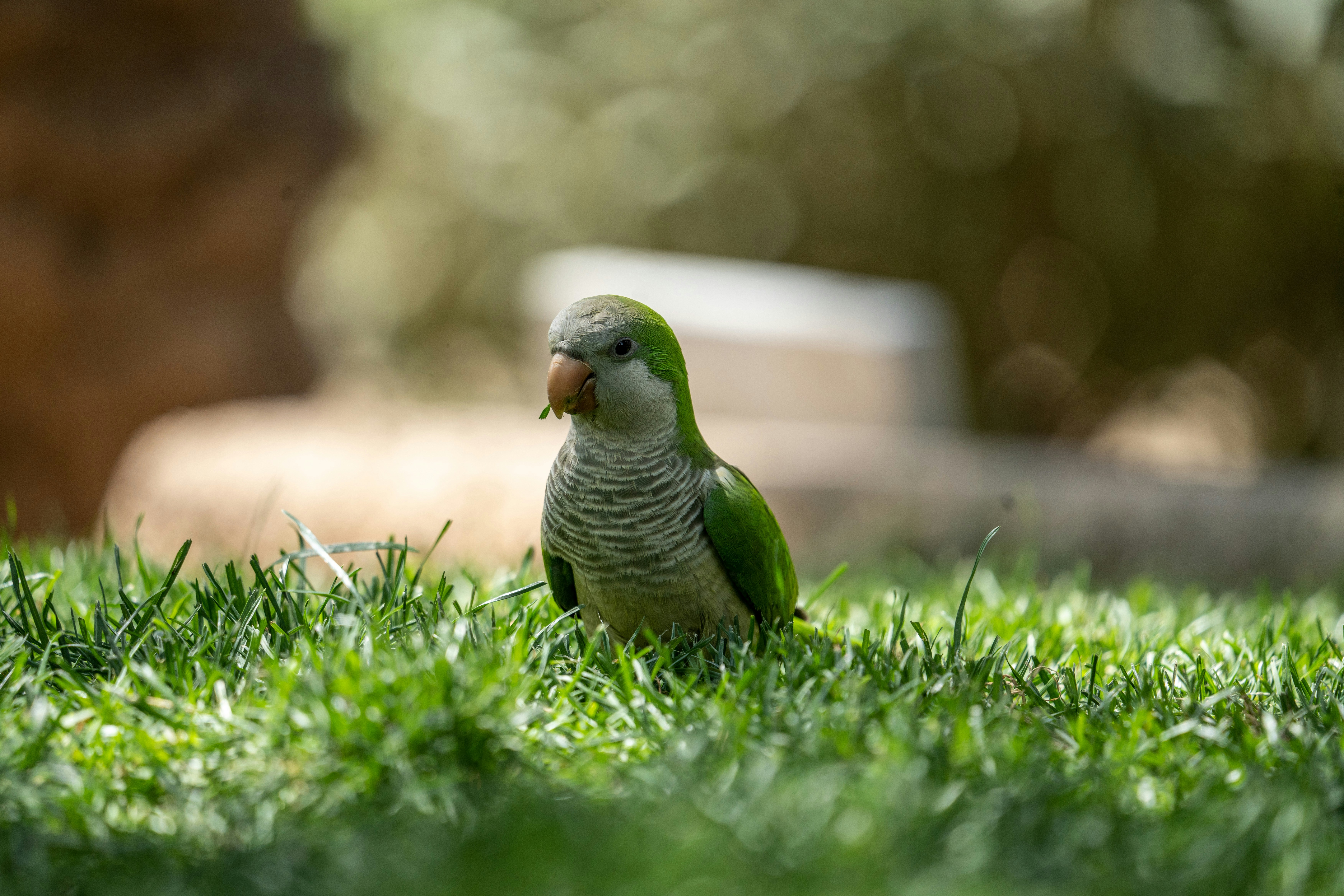 a green parrot sitting on top of a lush green field