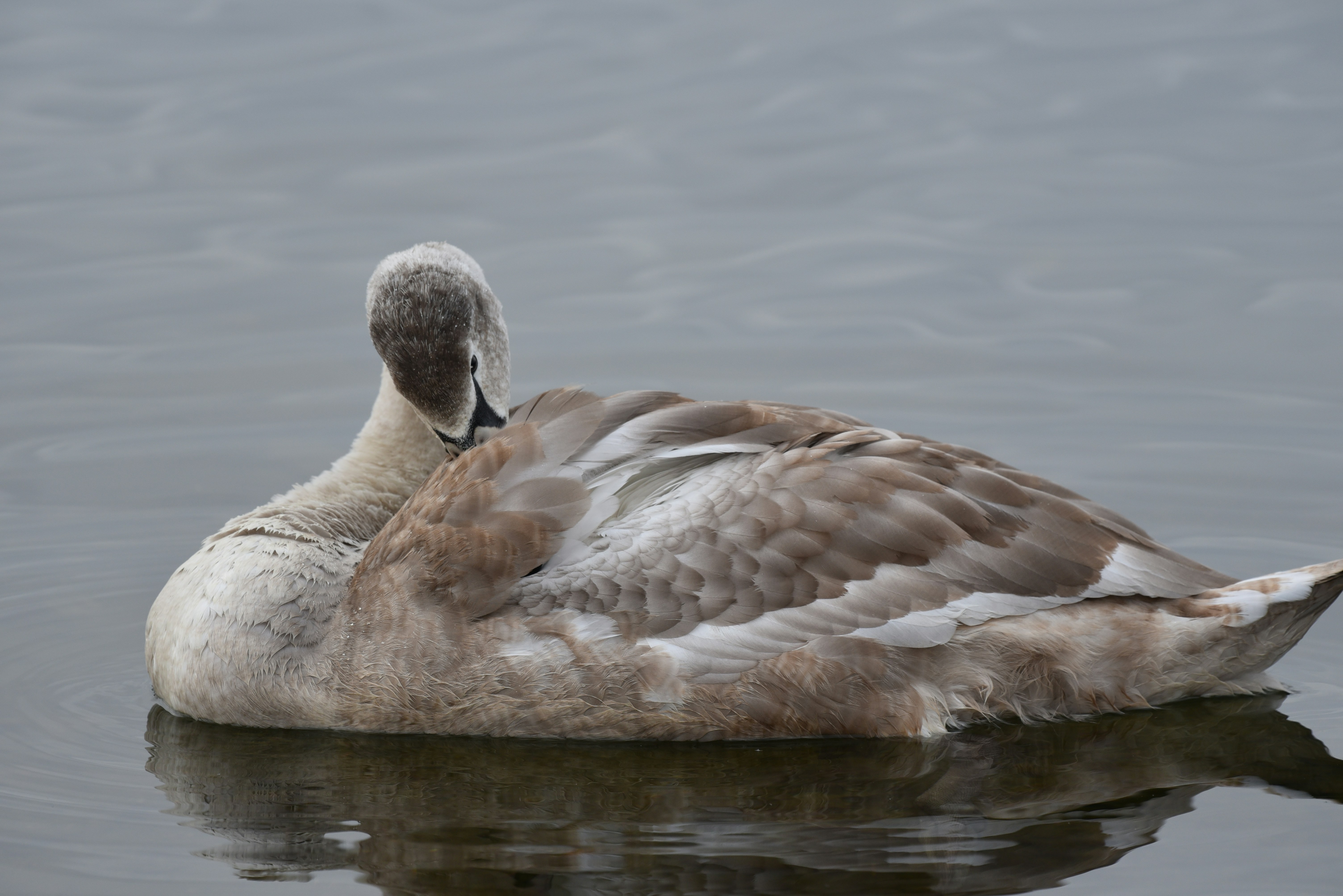 Young swan preening its feathers while floating gently on calm water, creating a peaceful ambiance.