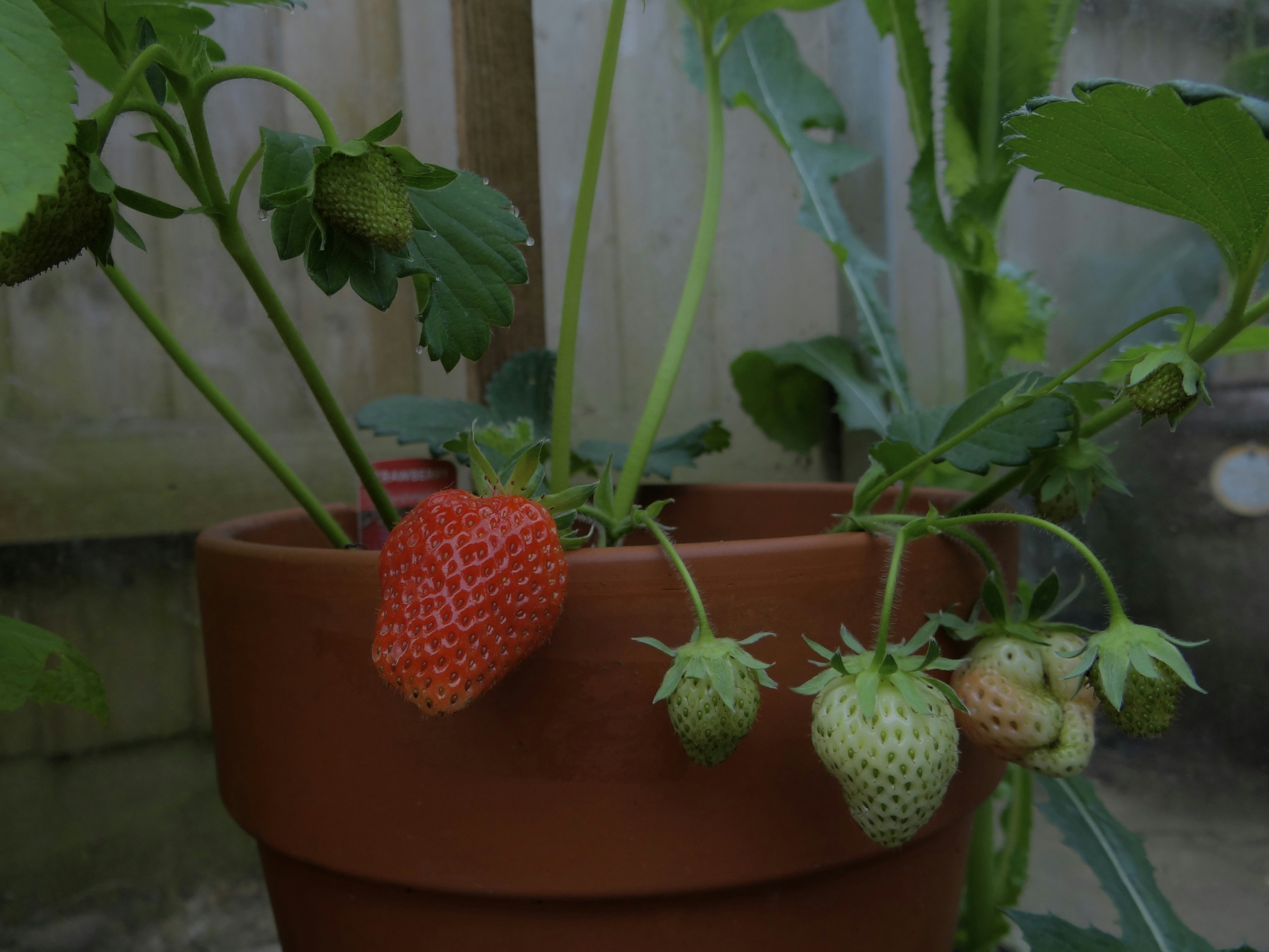 A ripe strawberry hangs from the plant above a clay pot. Nearby, unripe berries cluster on green stems in a quiet indoor garden.