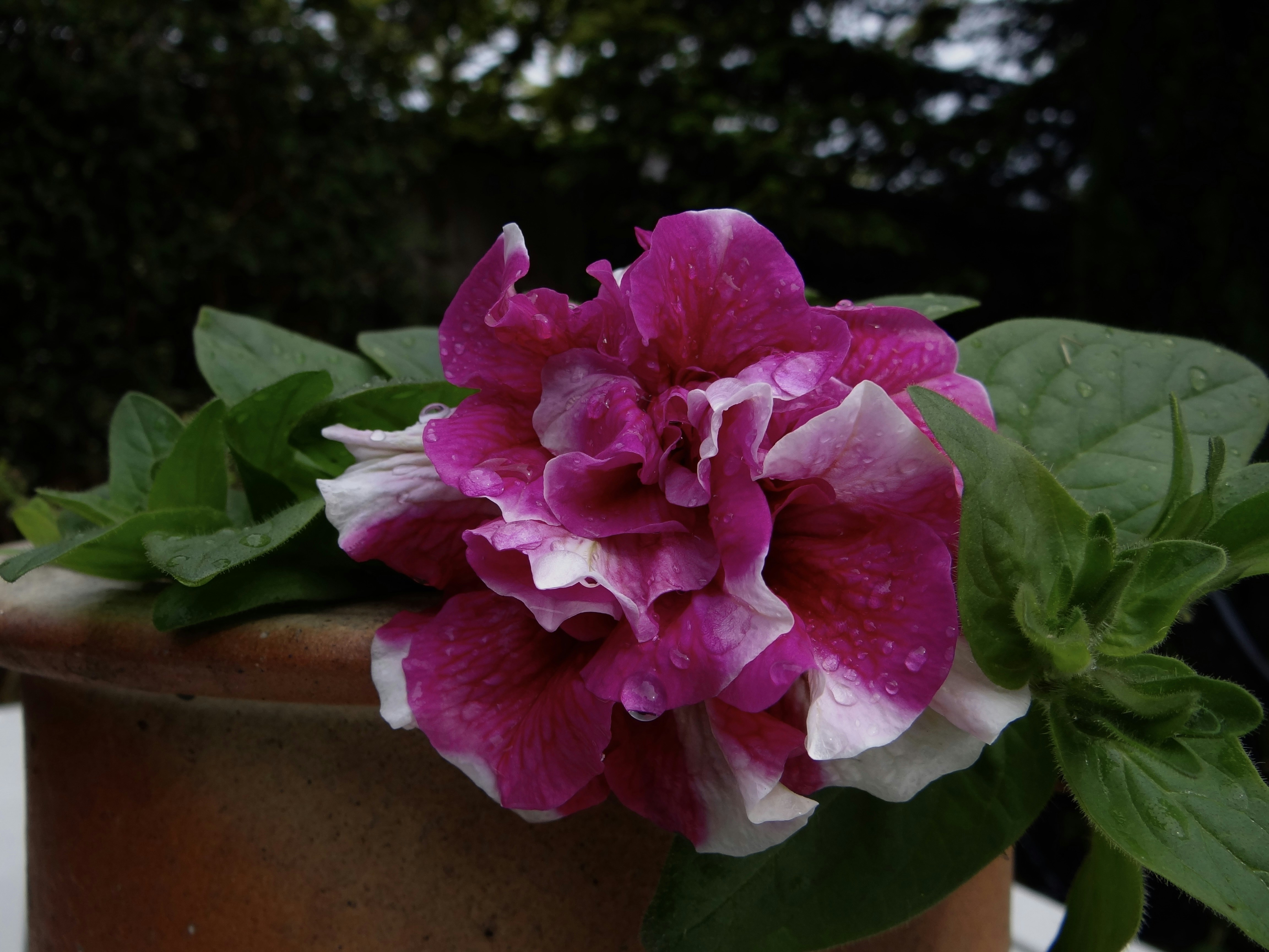 Petunia in Focus: Magenta Petals Cascading Over a Terracotta Pot